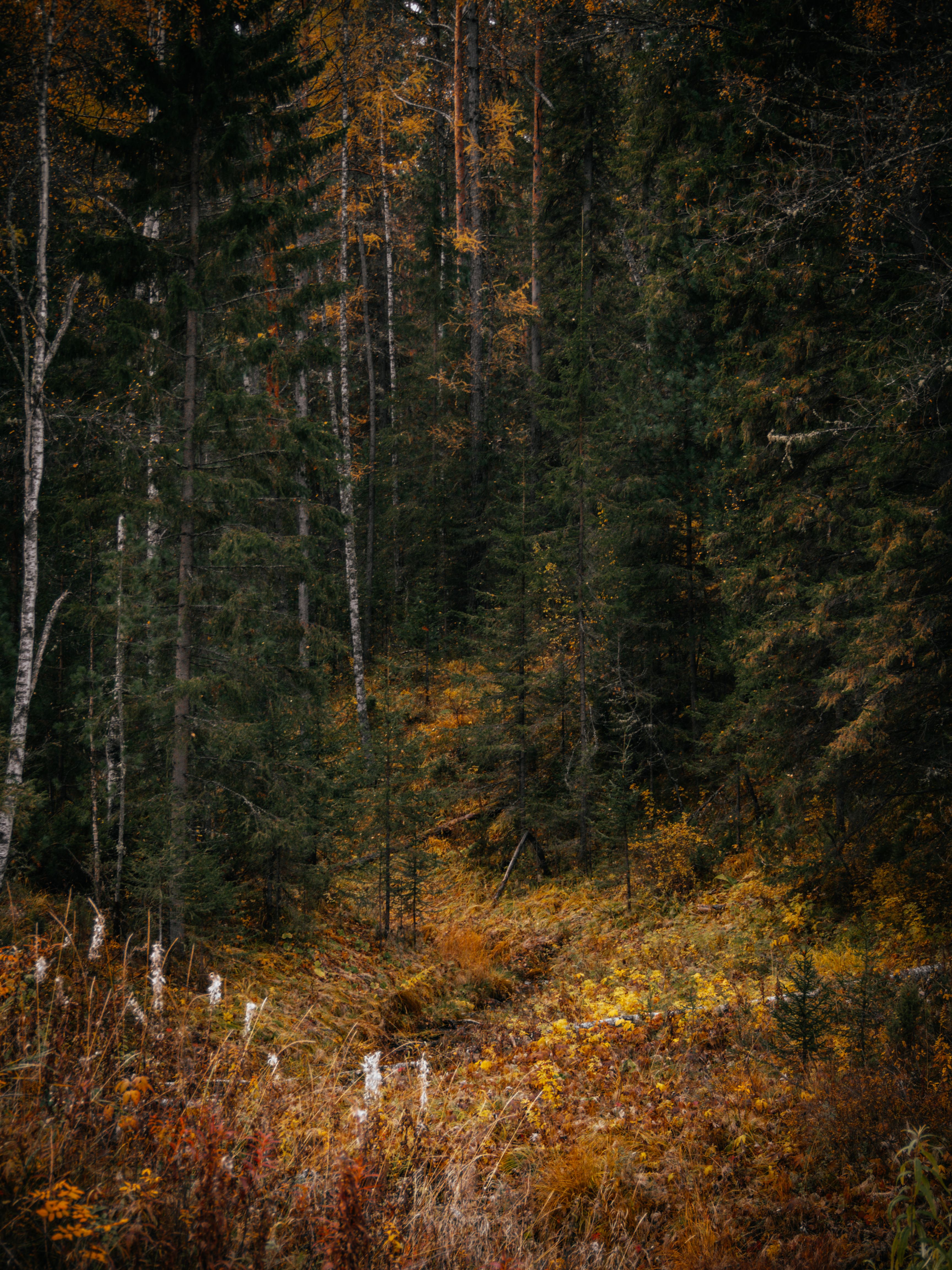 Autumn Forest in Ust-Kut, Irkutsk Oblast, Russia · Free Stock Photo