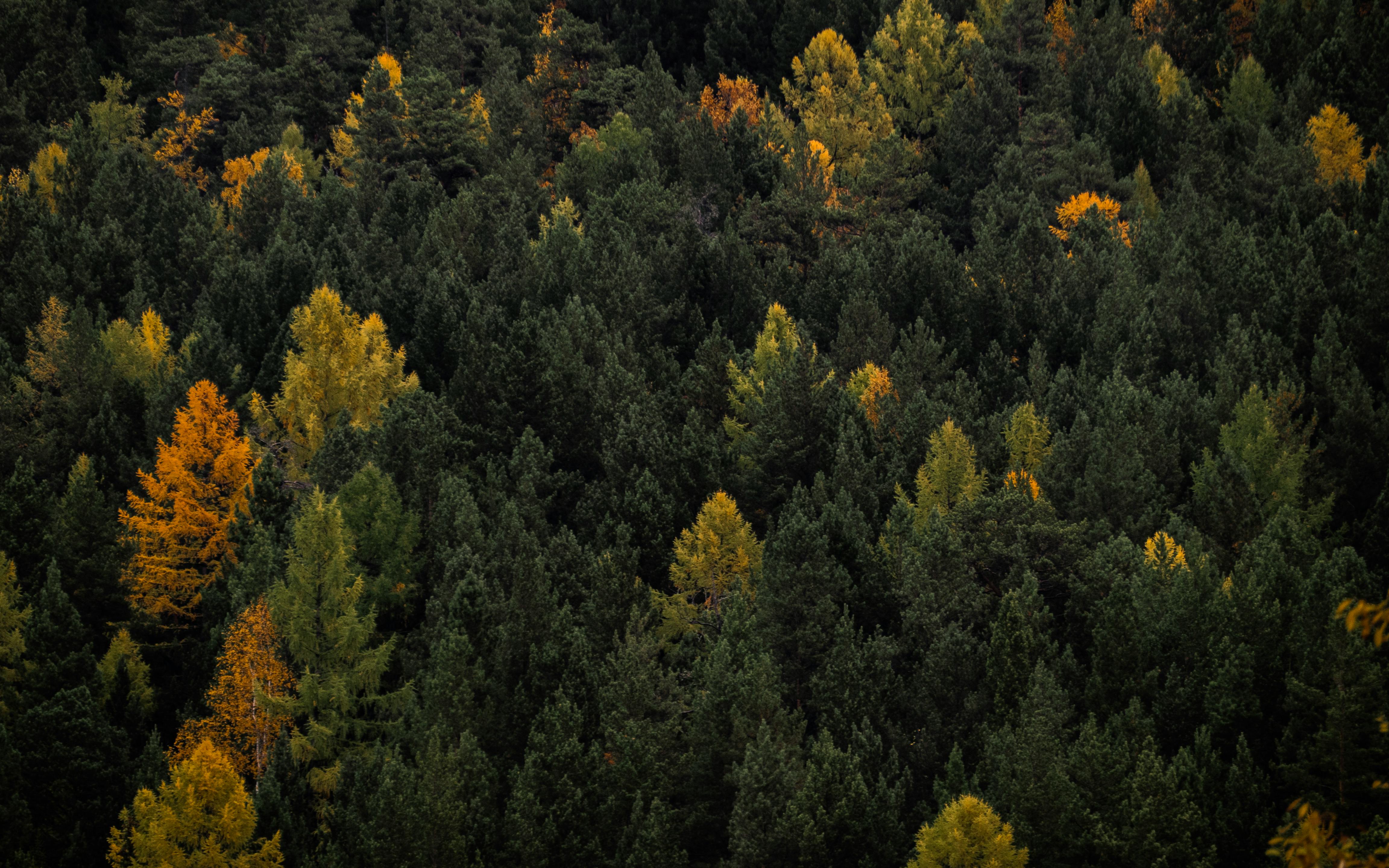 Autumn Forest in Ust-Kut, Irkutsk, Russia · Free Stock Photo