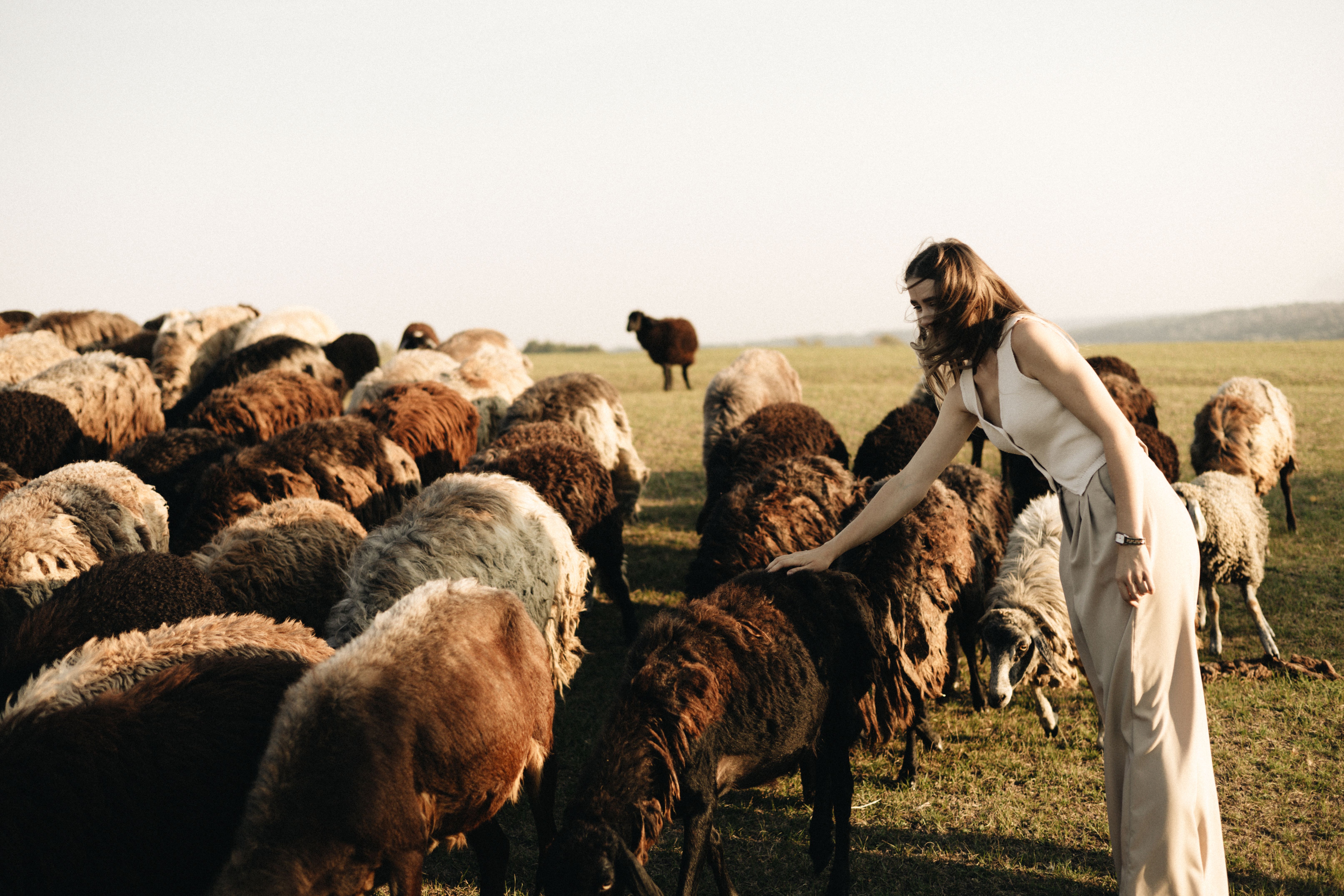 Woman Interacting with Grazing Sheep in Pasture · Free Stock Photo
