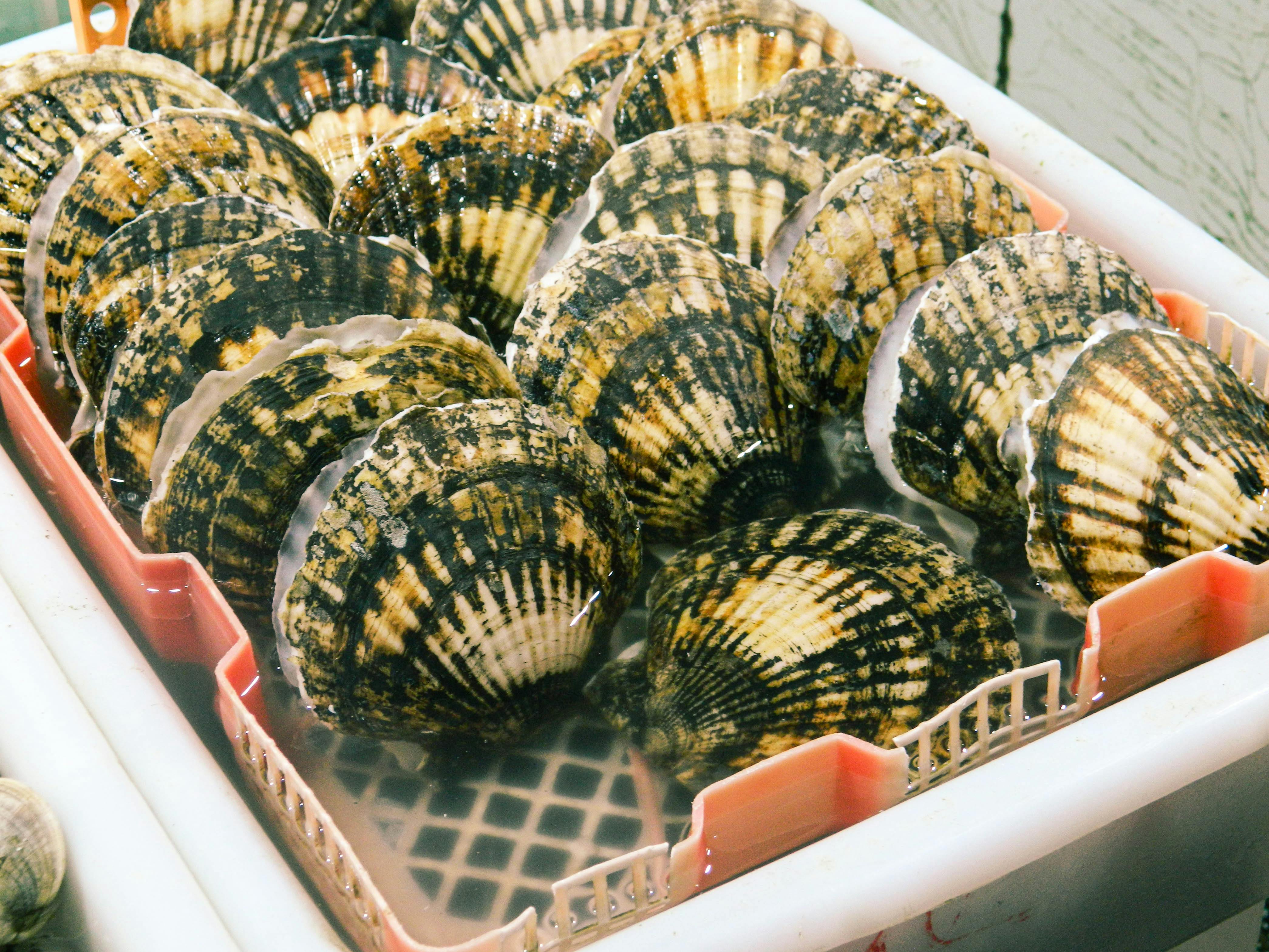 Shell Bell Pokemon Unite Photos, Download The BEST Free Shell Bell ...