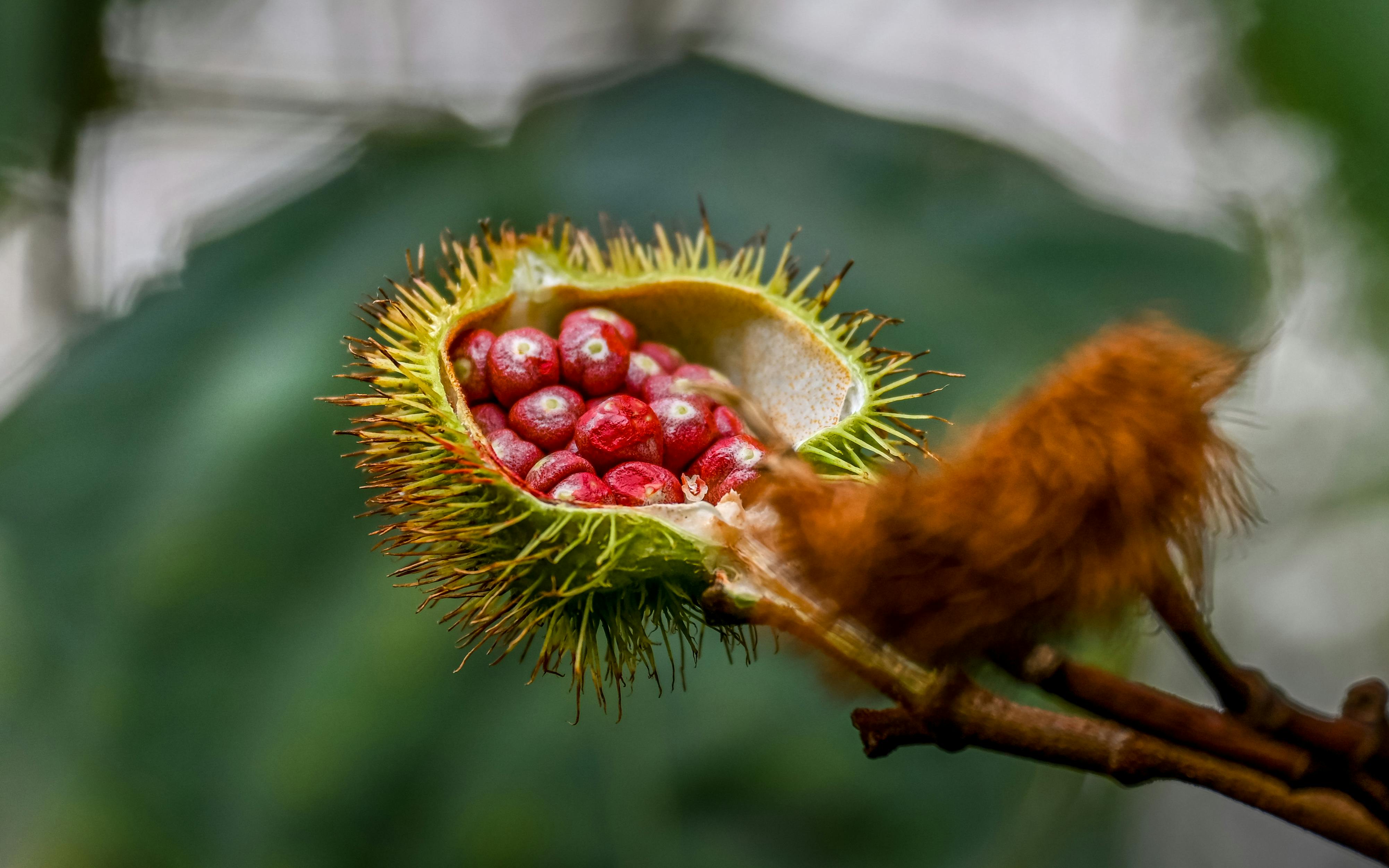 Primer Plano De Semillas De Achiote En Vaina Abierta · Foto de stock ...