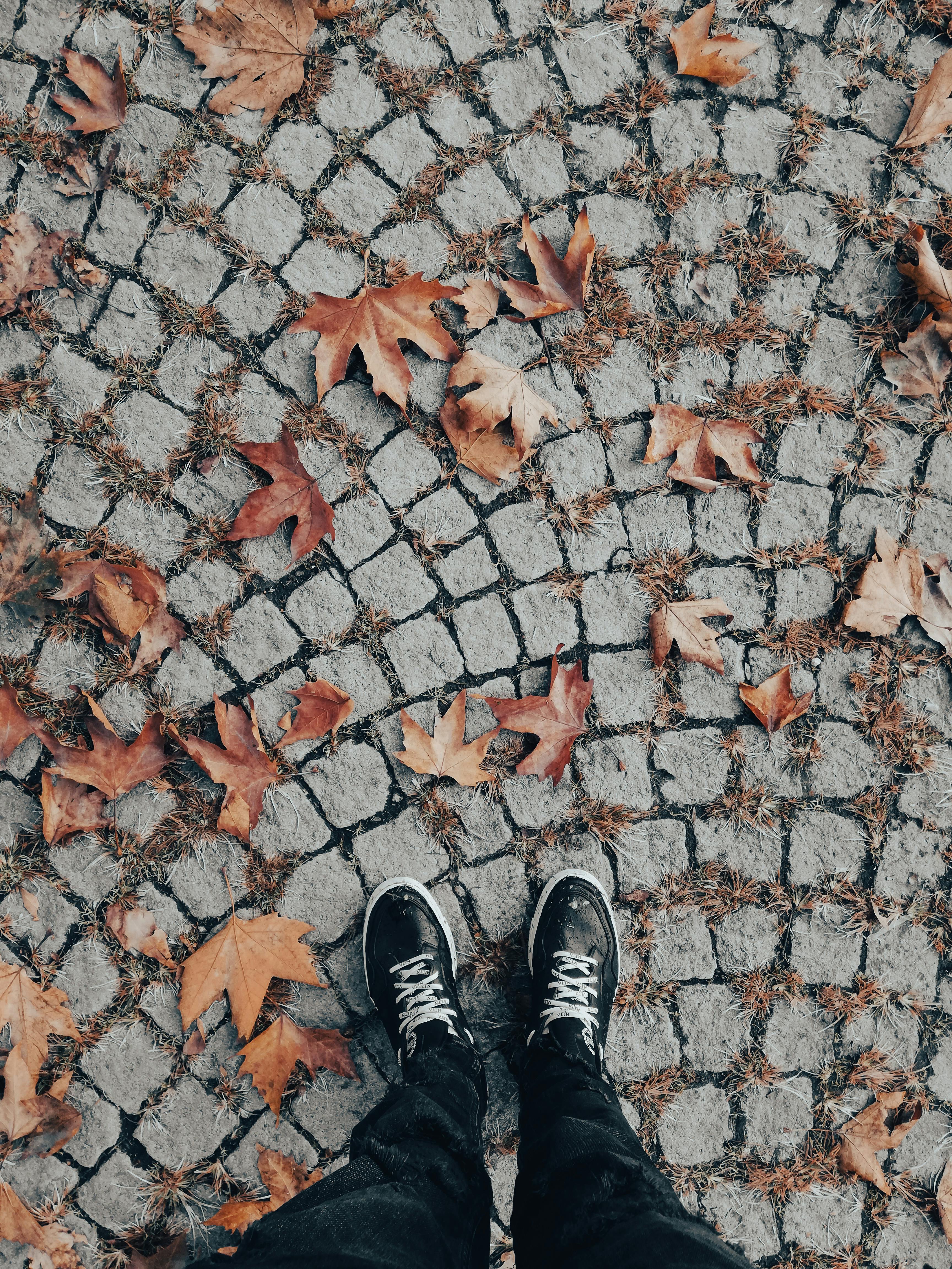 Autumn Leaves on Cobblestone Path in Istanbul · Free Stock Photo