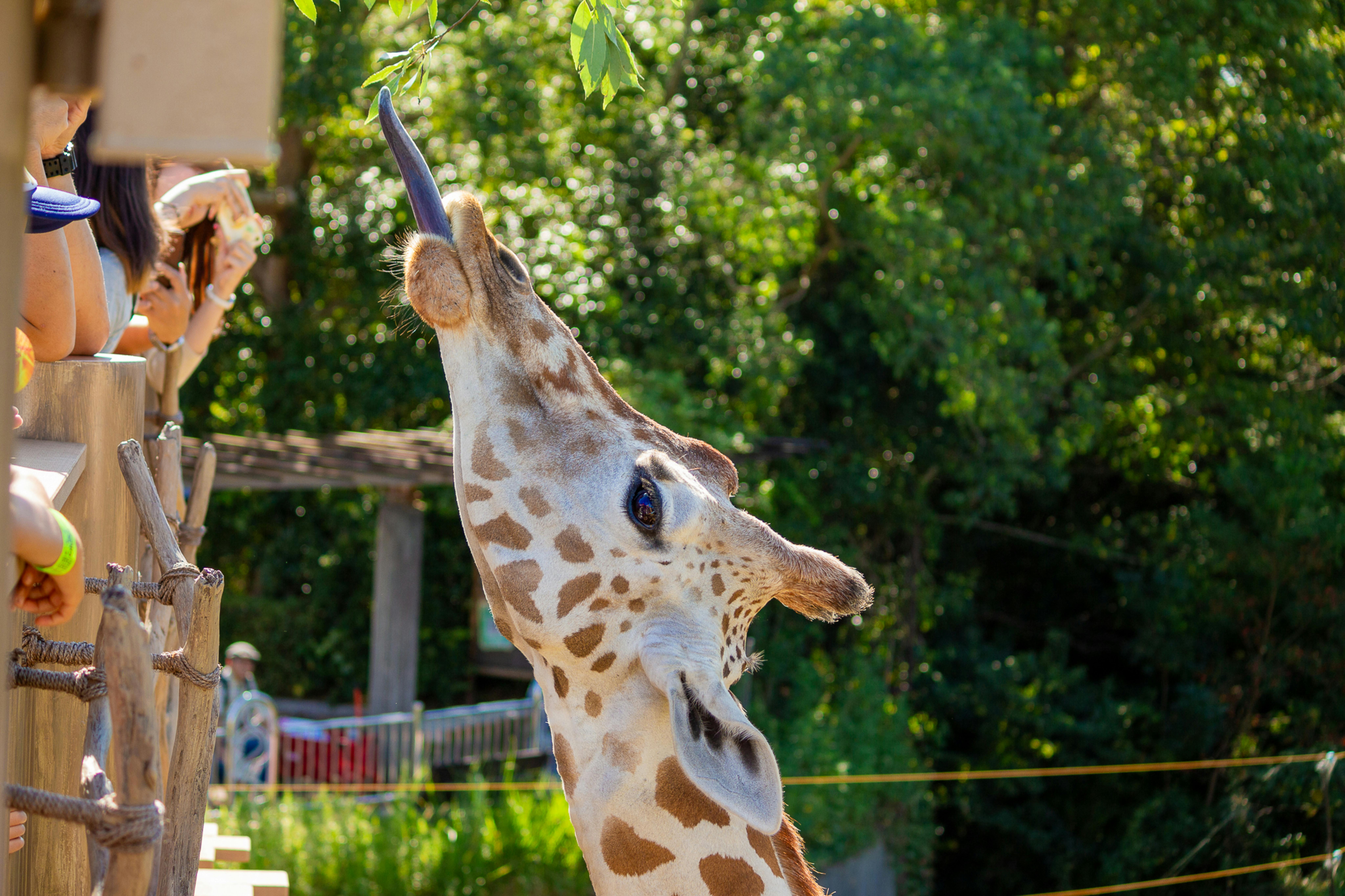 Giraffe Reaching for Leaves at Toyohashi Zoo · Free Stock Photo