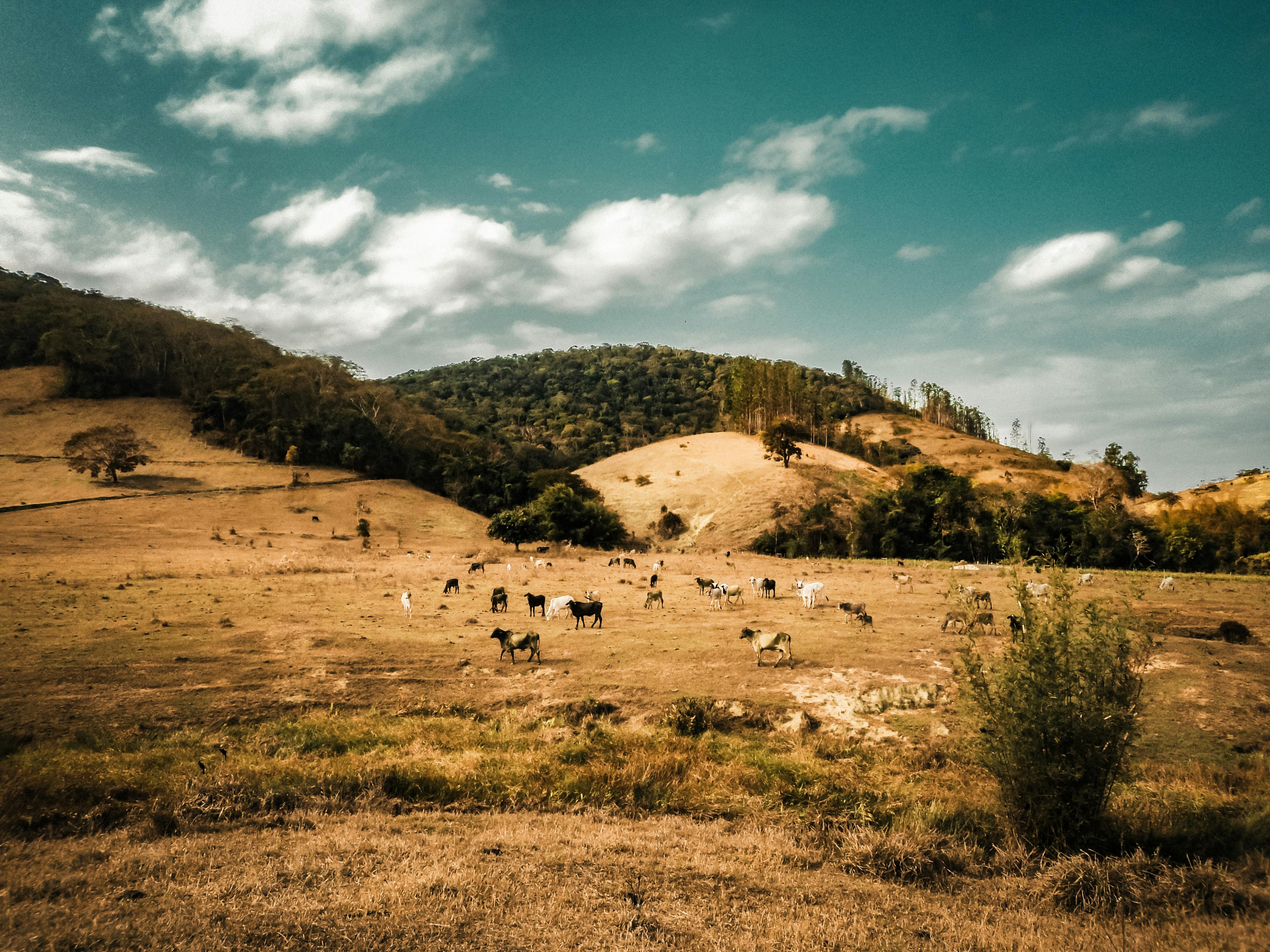 Herd of Cattle in Daytime · Free Stock Photo