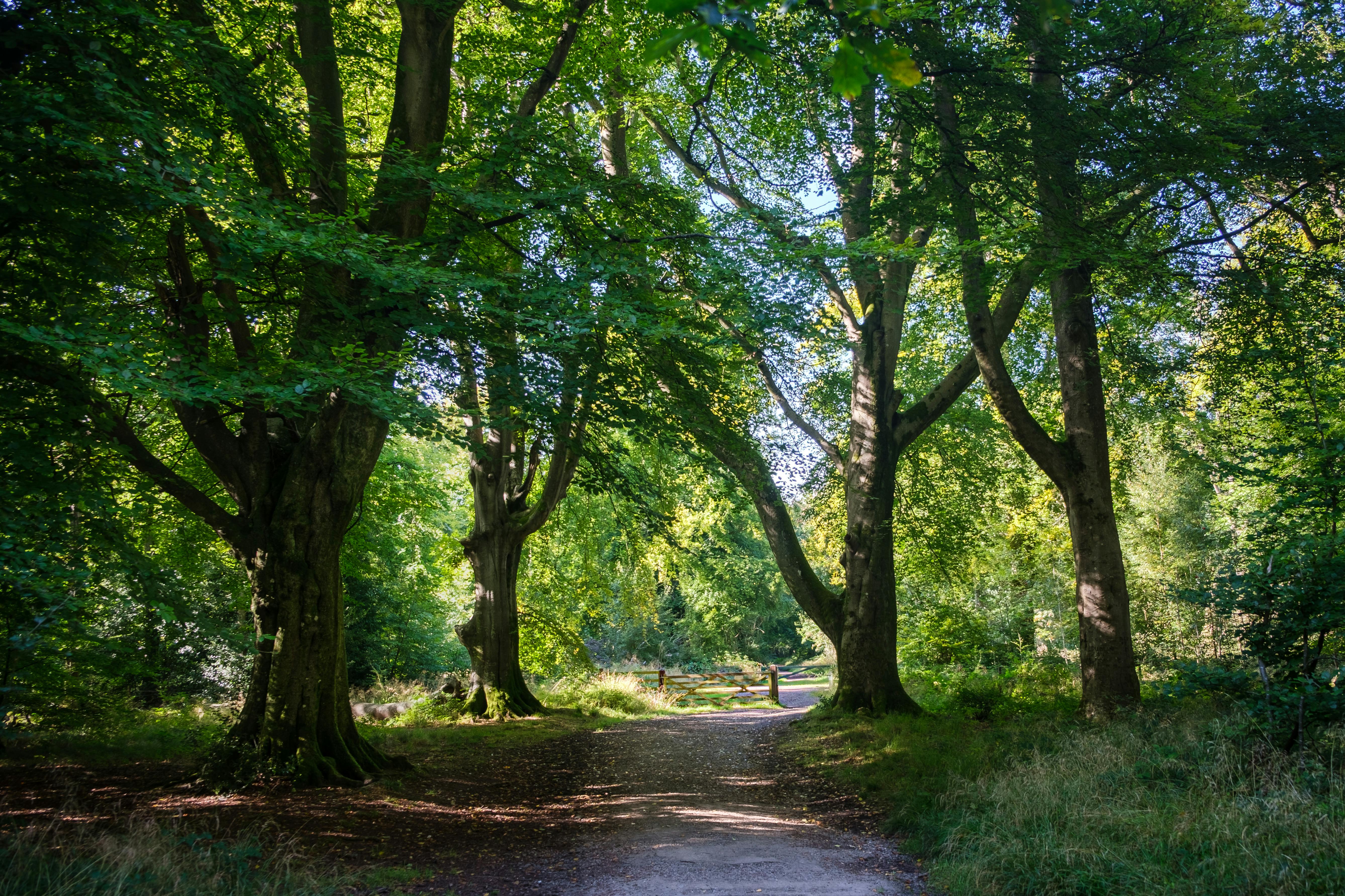 Serene Woodland Path in Savernake Forest · Free Stock Photo