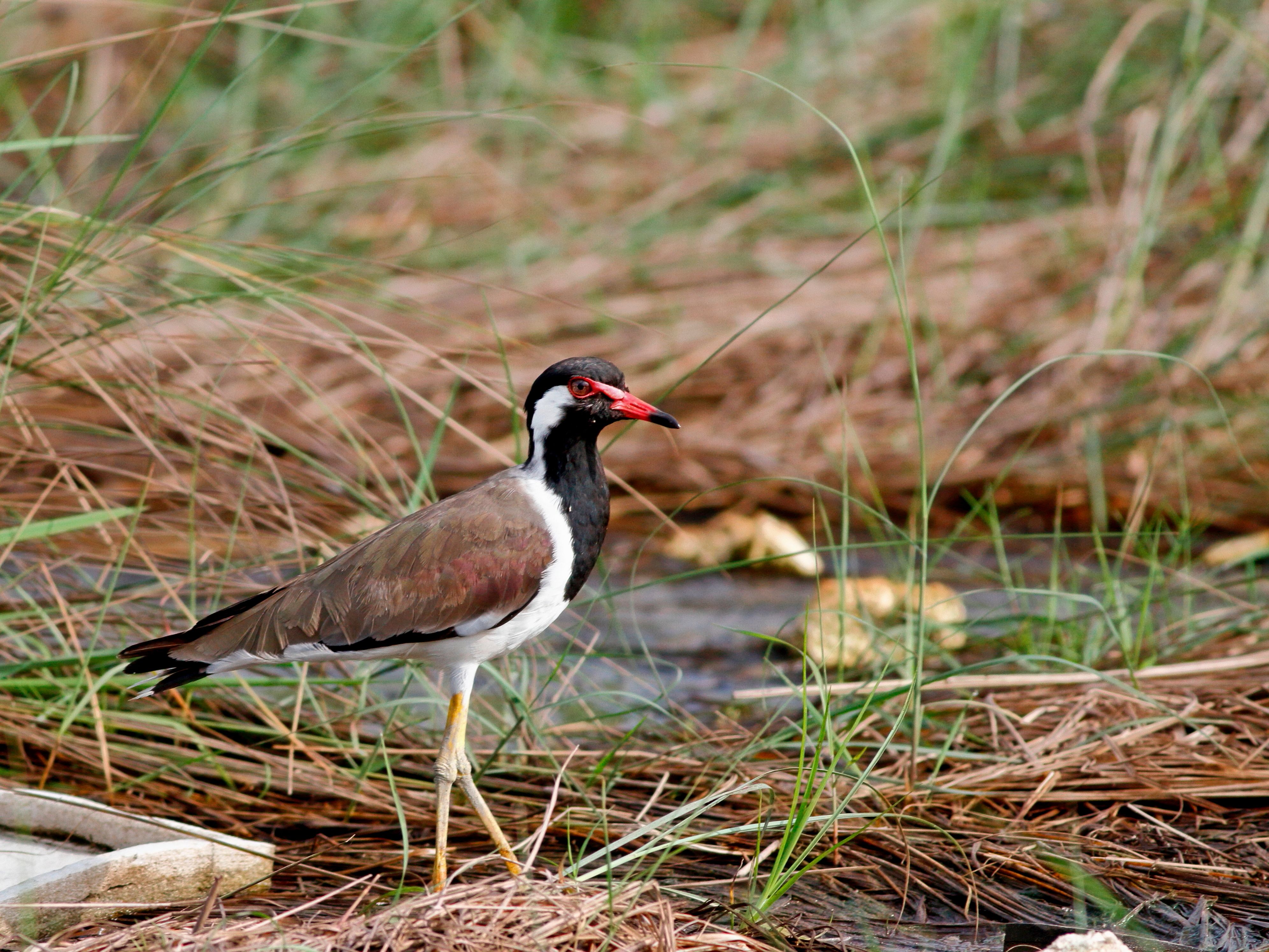 Red-Wattled Lapwing in Natural Habitat, Dhaka · Free Stock Photo