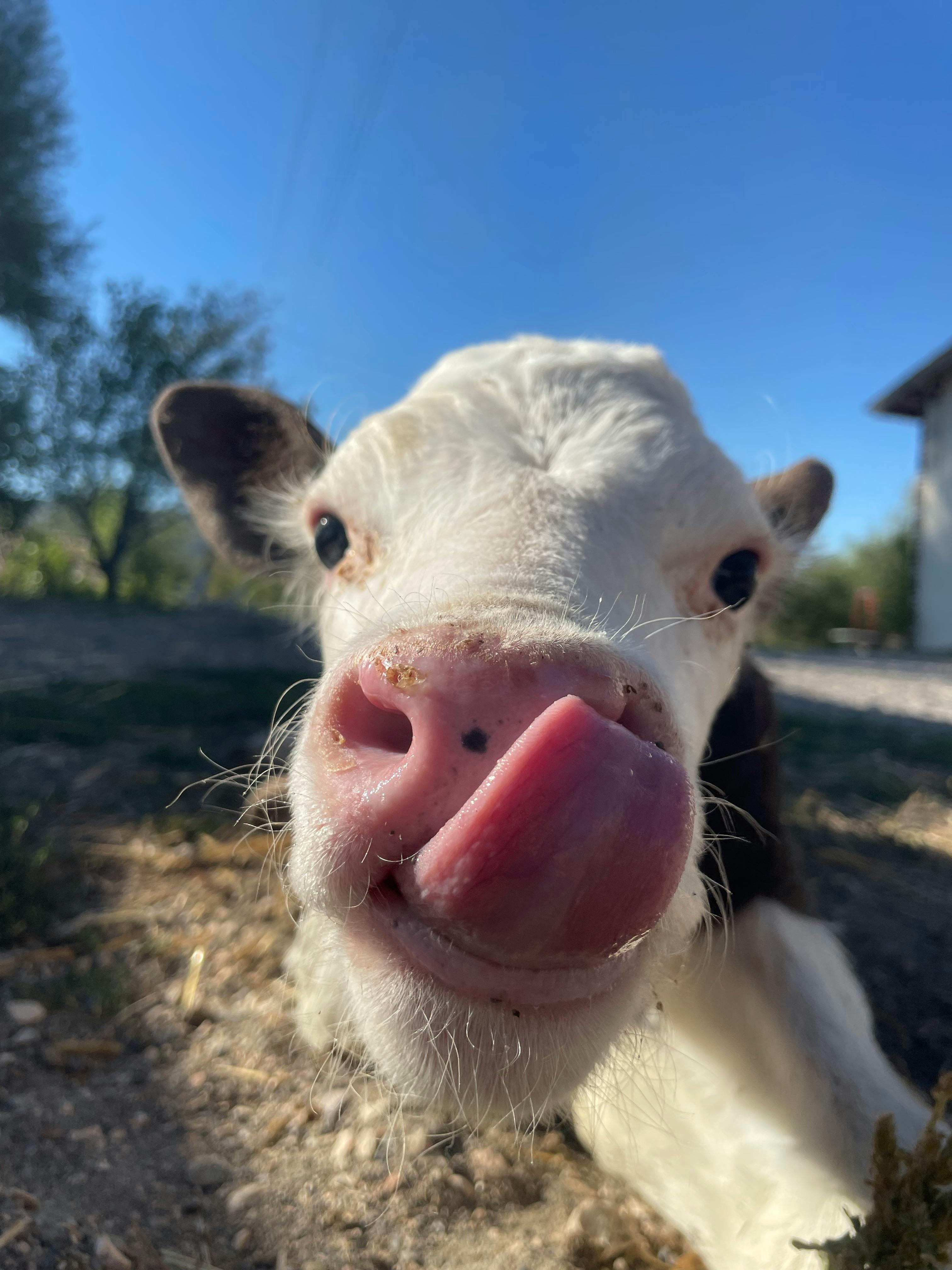 Close-Up of a Playful Calf in Ankara · Free Stock Photo
