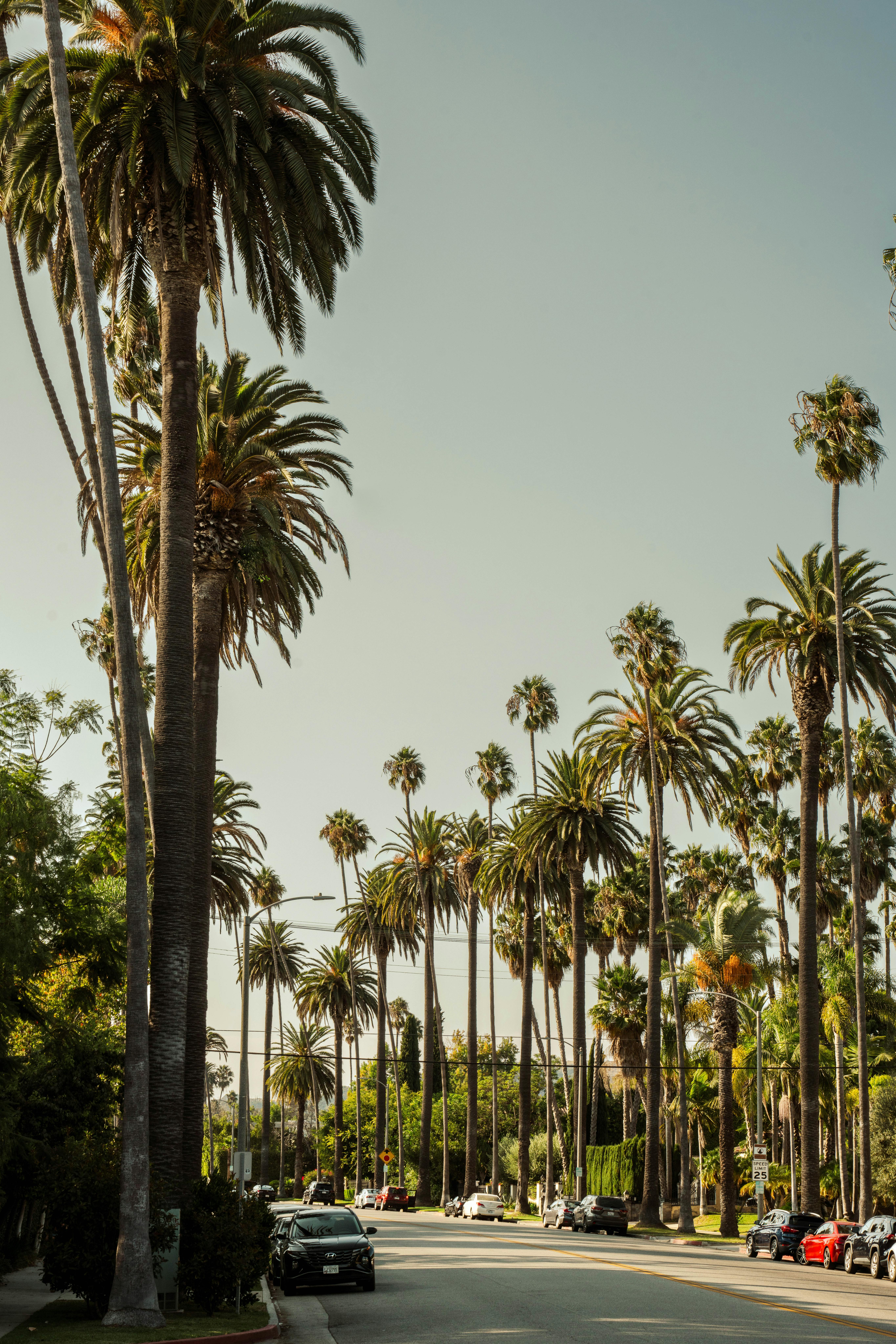 Iconic Palm Tree Boulevard in Los Angeles · Free Stock Photo
