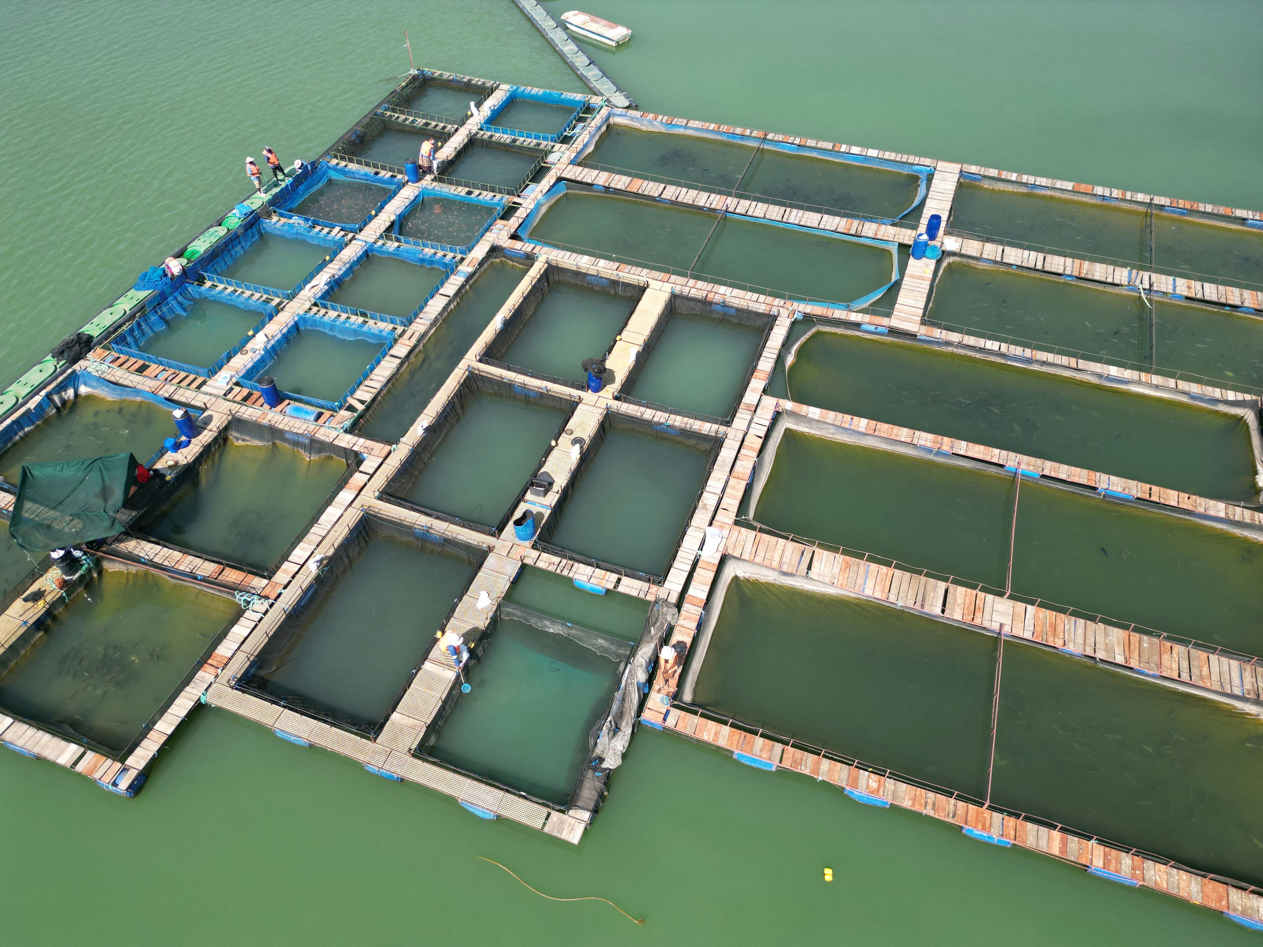 Aerial View of Floating Fish Farm on Green Water · Free Stock Photo