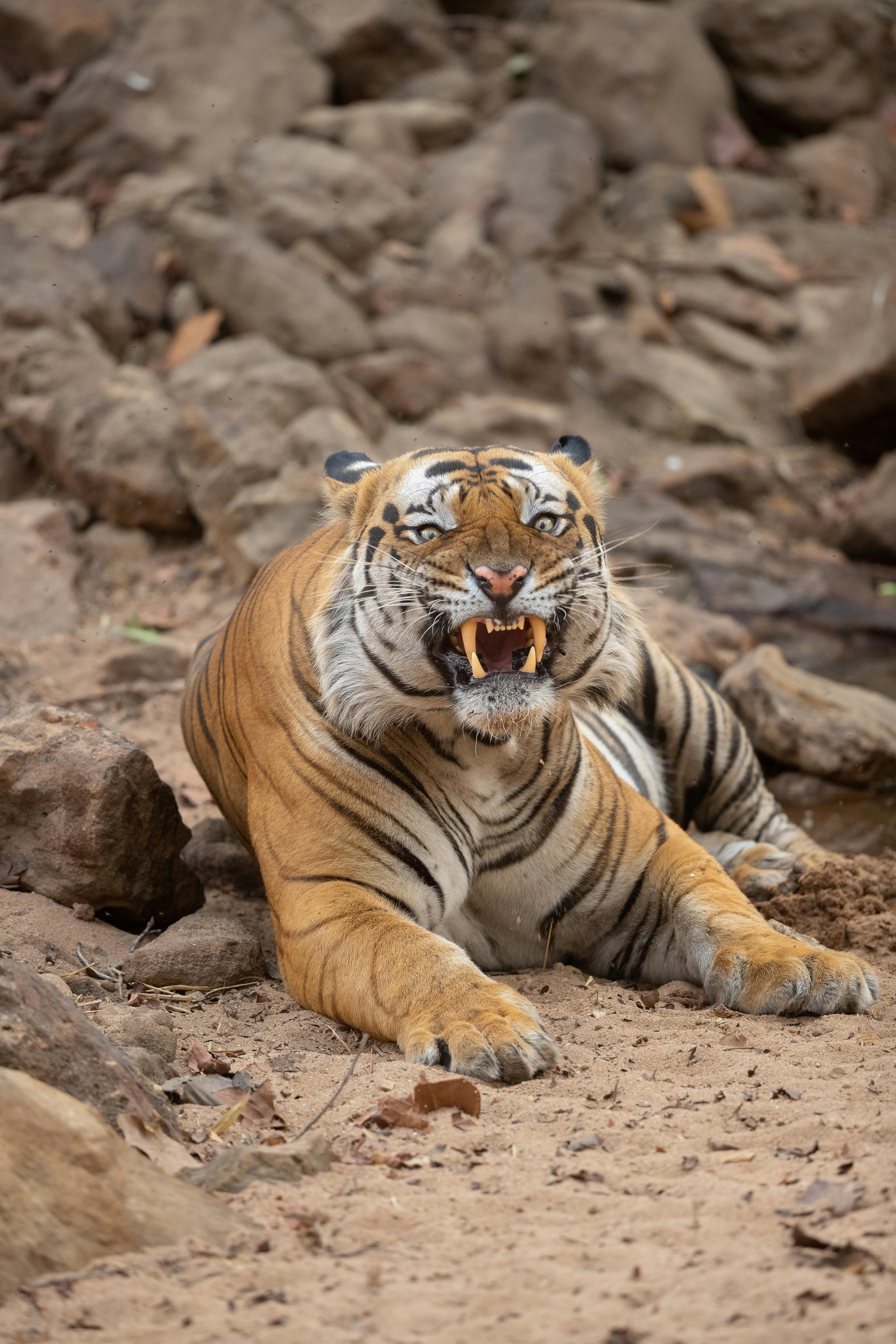 Black White and Yellow Tiger Sitting on a Beige Sand during Daytime ...