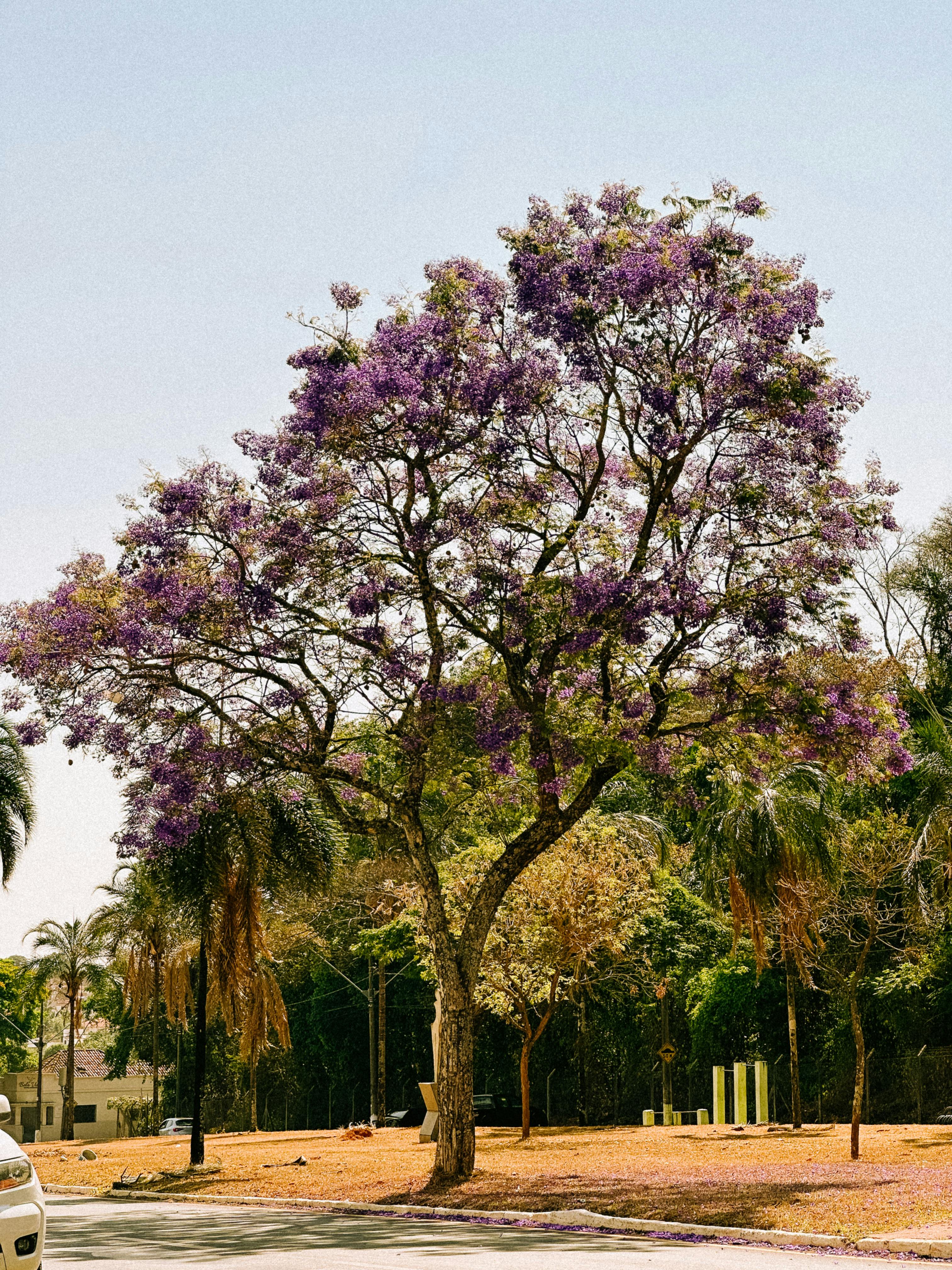 Jacaranda Photos, Download The BEST Free Jacaranda Stock Photos & HD Images