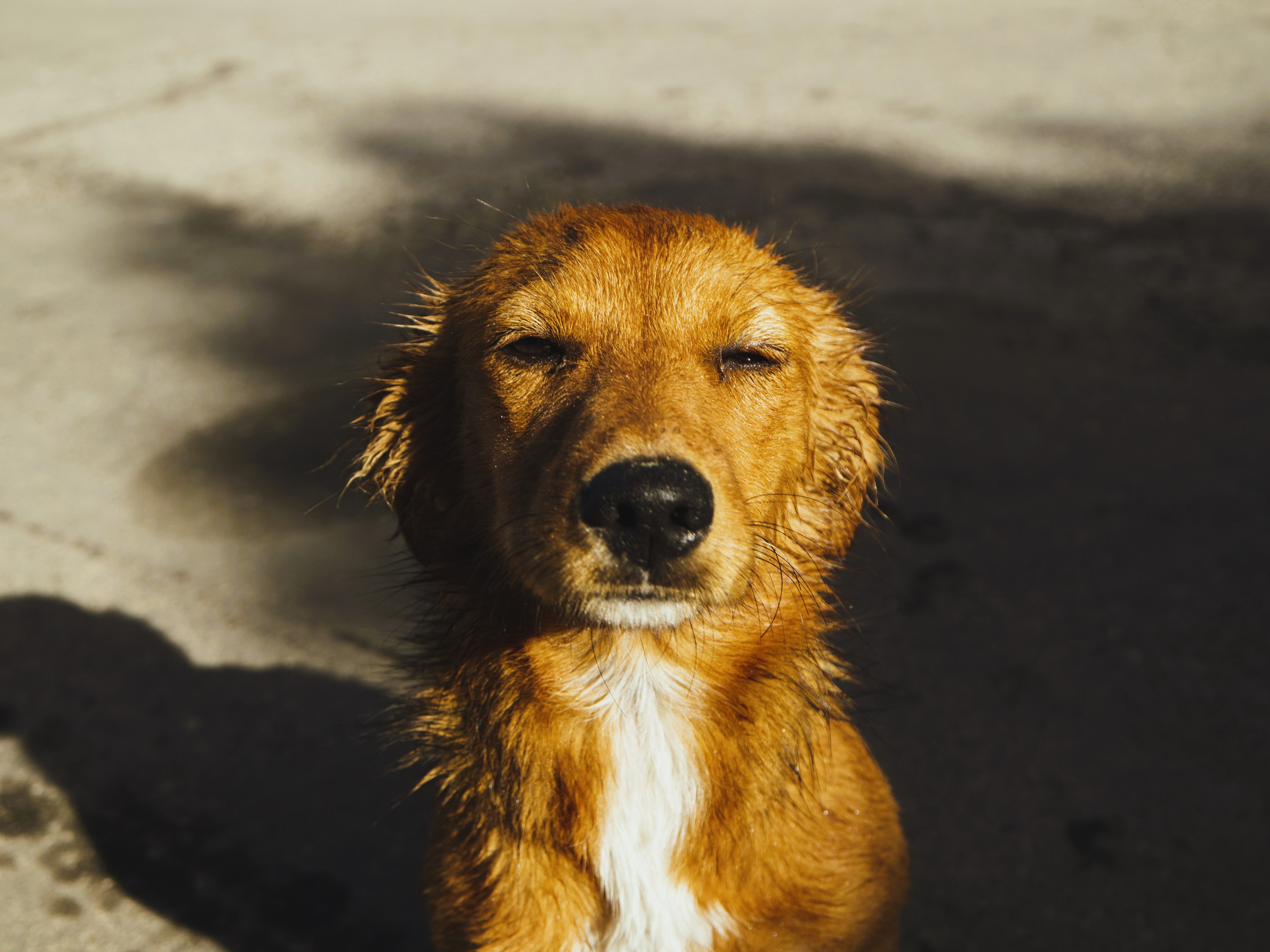 Wet Golden Dog Relaxing in the Sun Outdoors · Free Stock Photo