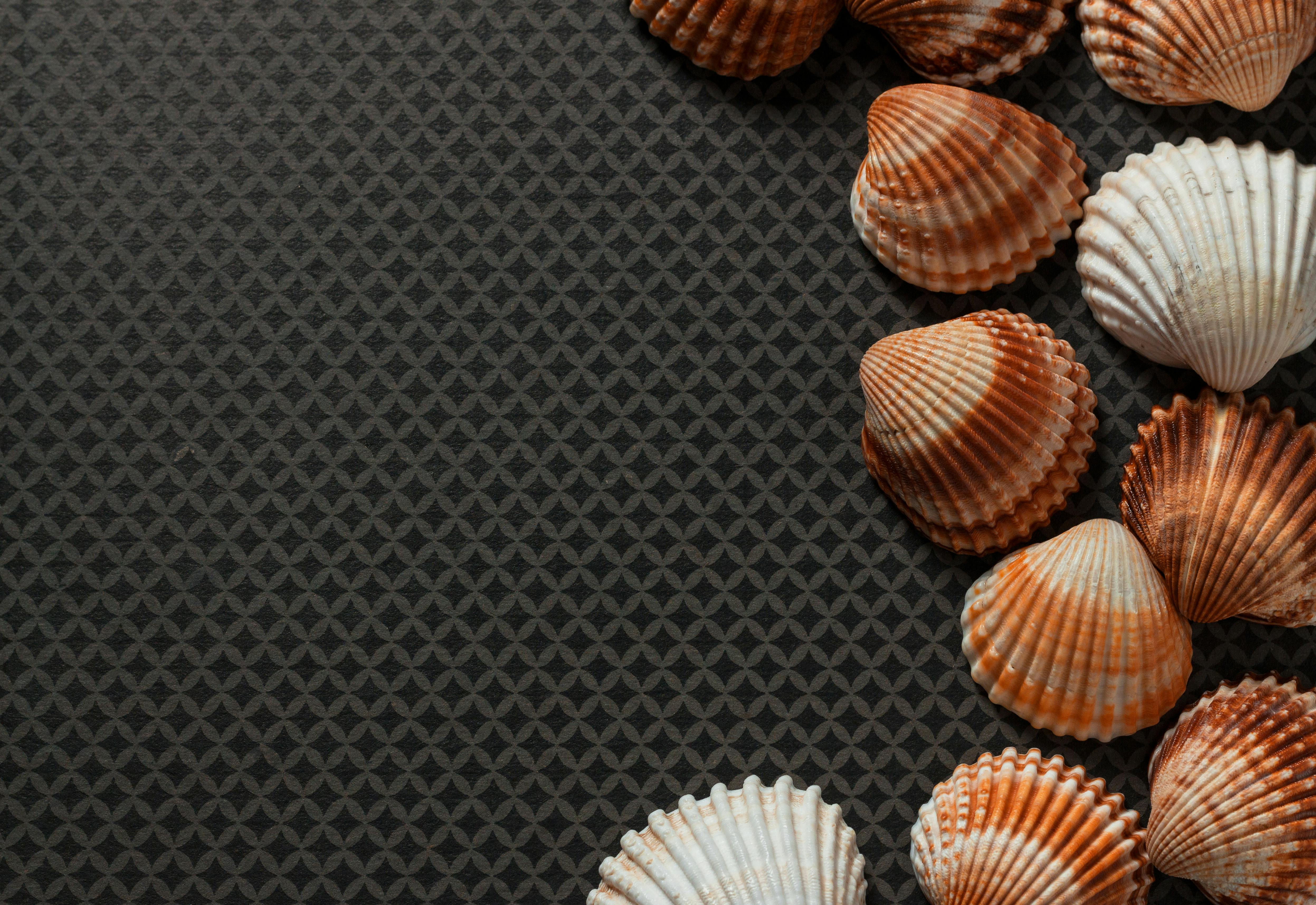 Assorted-color Seashells · Free Stock Photo