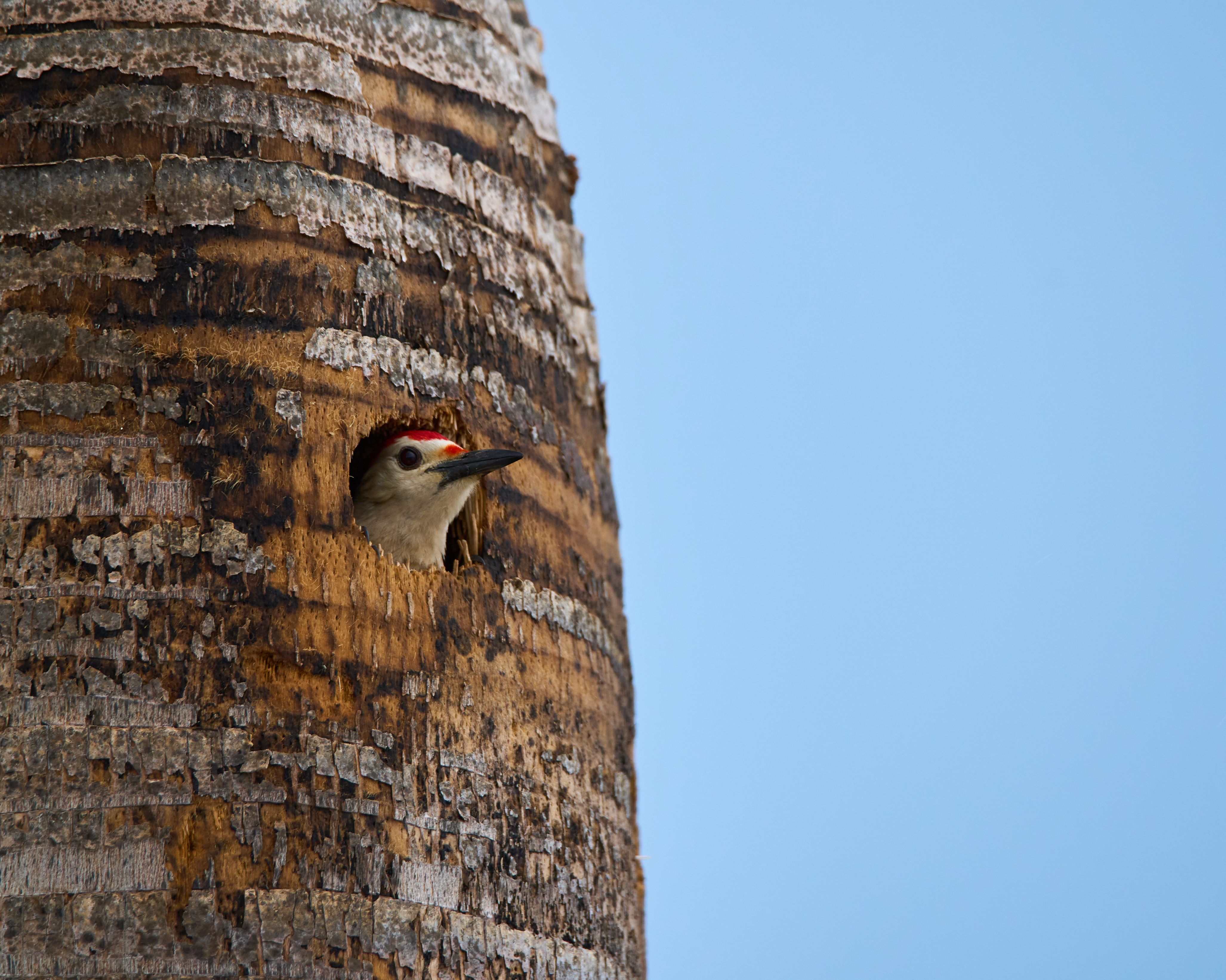 Pájaro Carpintero Asomándose Desde La Cavidad De Un árbol En Mérida ...