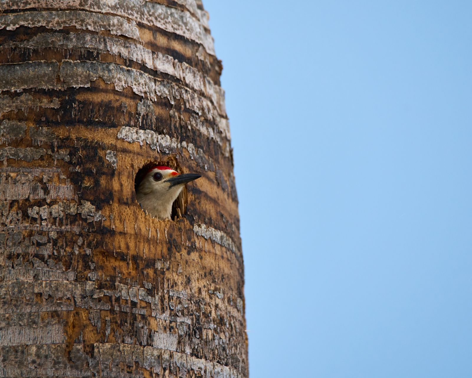 Tree Cavity Photos, Download The BEST Free Tree Cavity Stock Photos ...