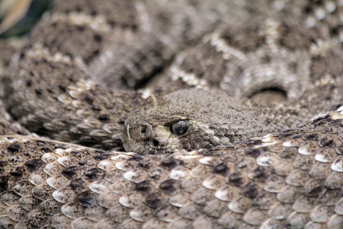 Are Eastern Diamondback Rattlesnakes Endangered and Why?