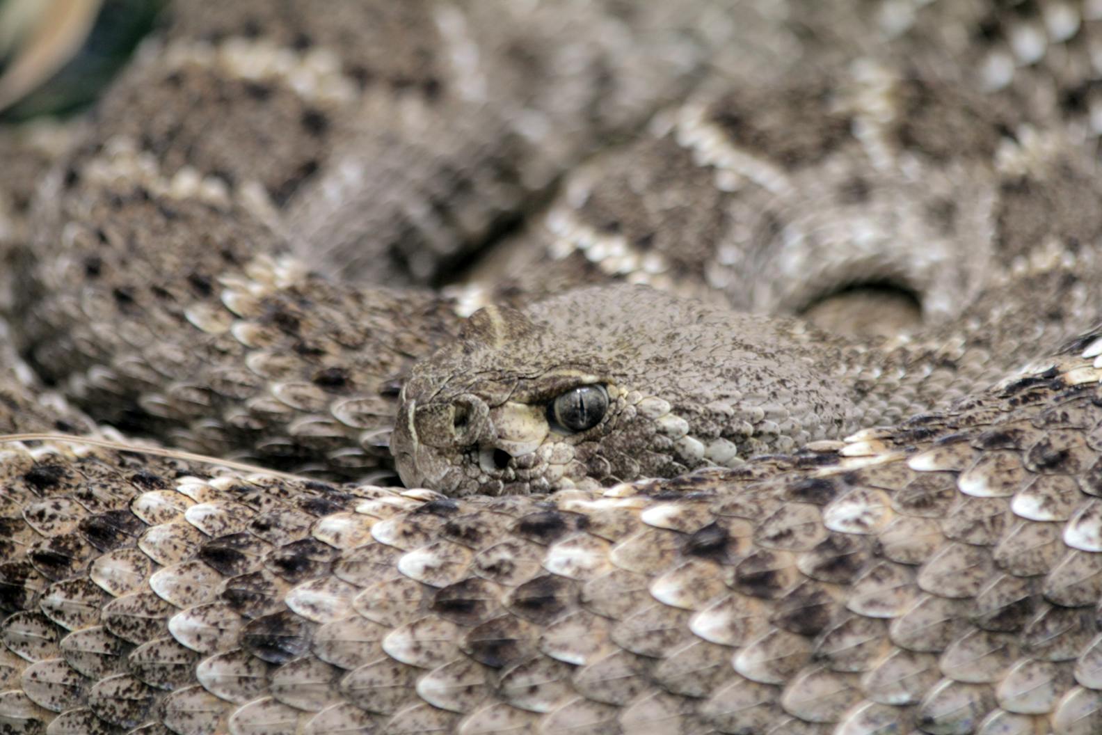 World Record Eastern Diamondback Rattlesnake - Largest Snake