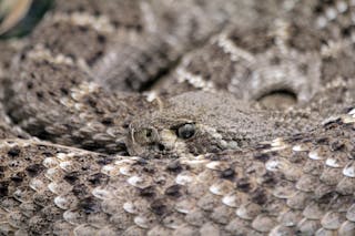 World Record Eastern Diamondback Rattlesnake - Largest Snake