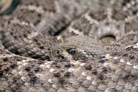World Record Eastern Diamondback Rattlesnake - Largest Snake