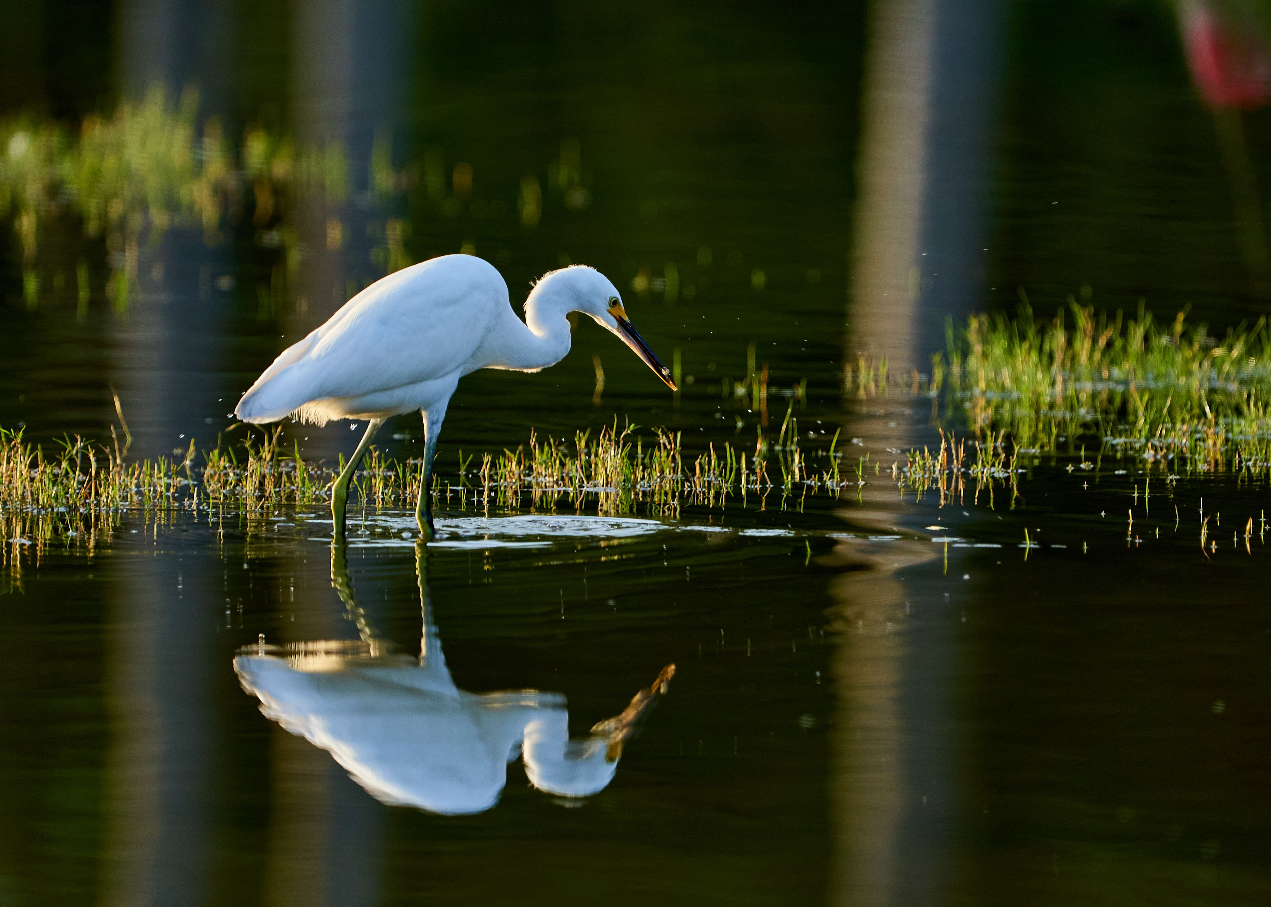 Majestic Egret in Mérida Lagoon at Sunset · Free Stock Photo