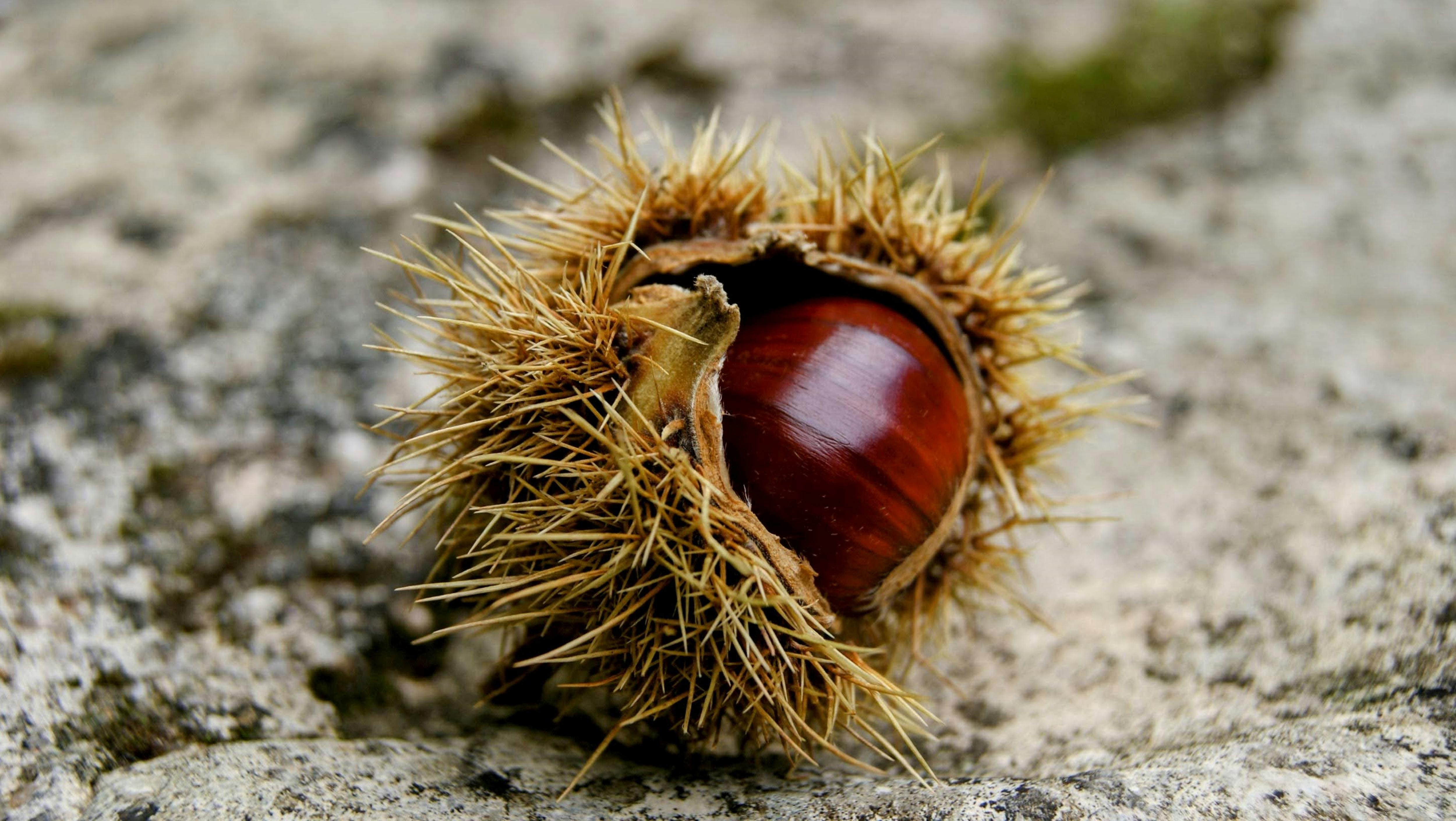 Close-up of Chestnut in Shell on Rock Surface · Free Stock Photo