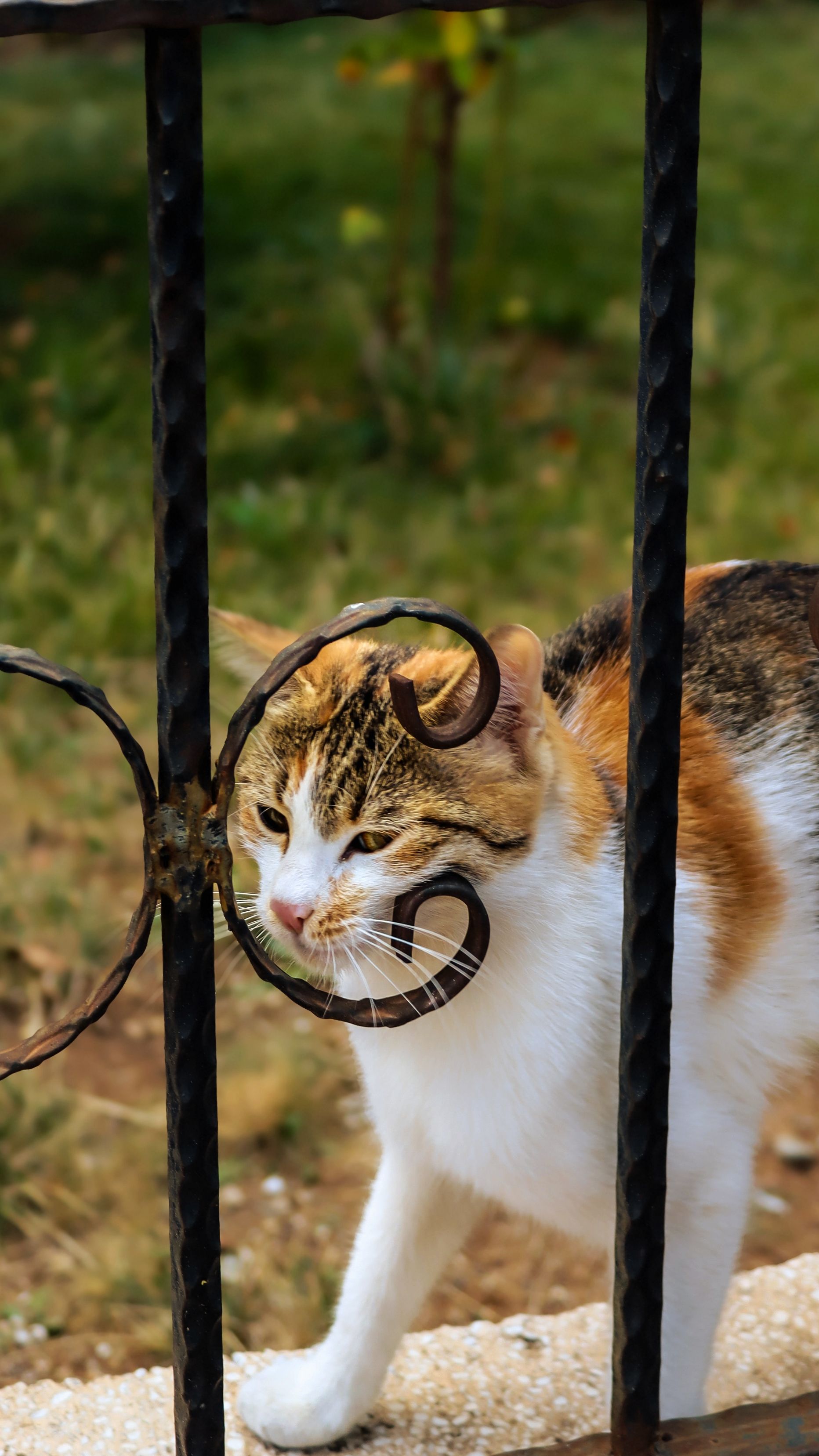 Calico Cat Strolling Behind Wrought Iron Fence · Free Stock Photo