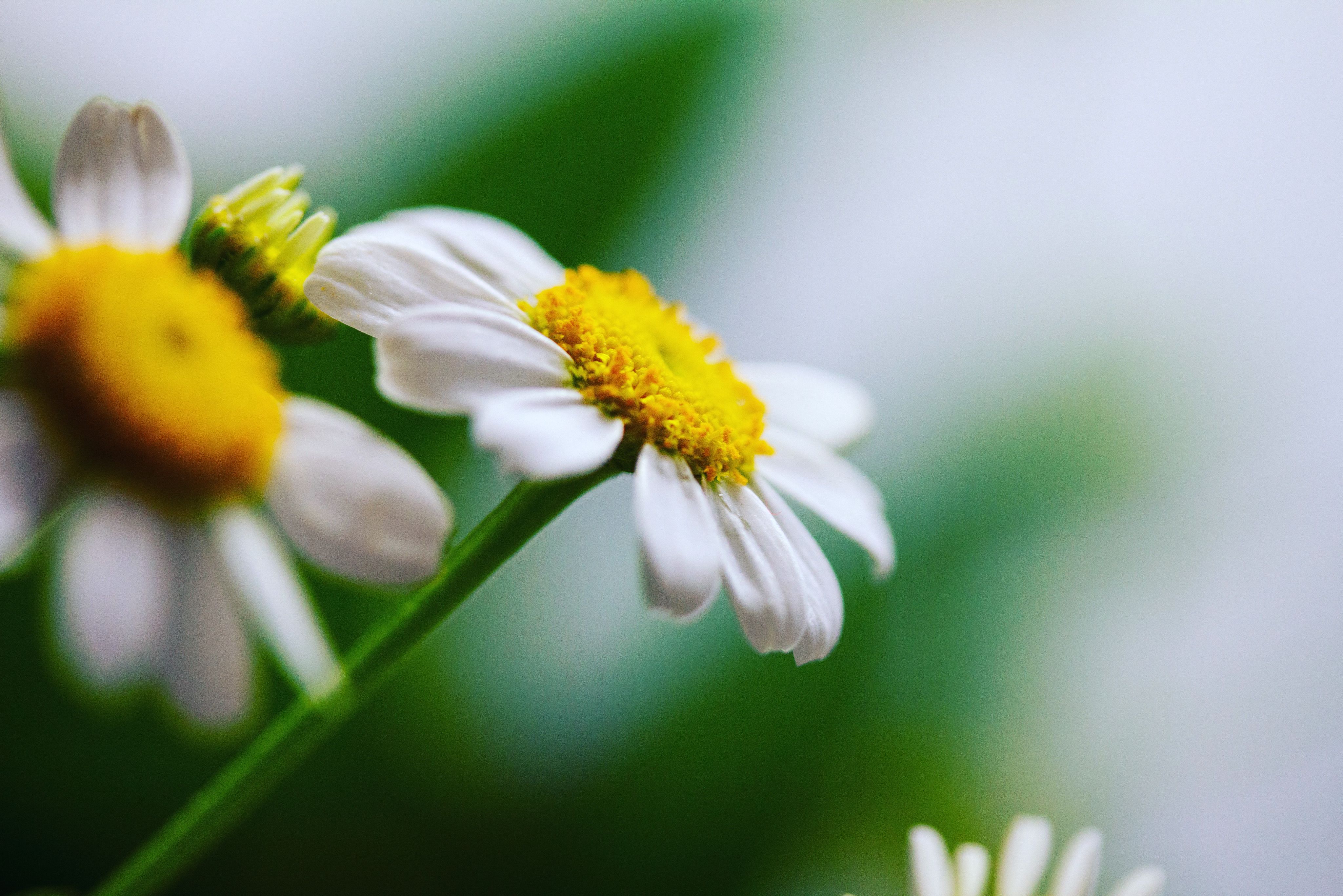 Flower Shops In Houston Texas: Discover Stunning Blooms Near You