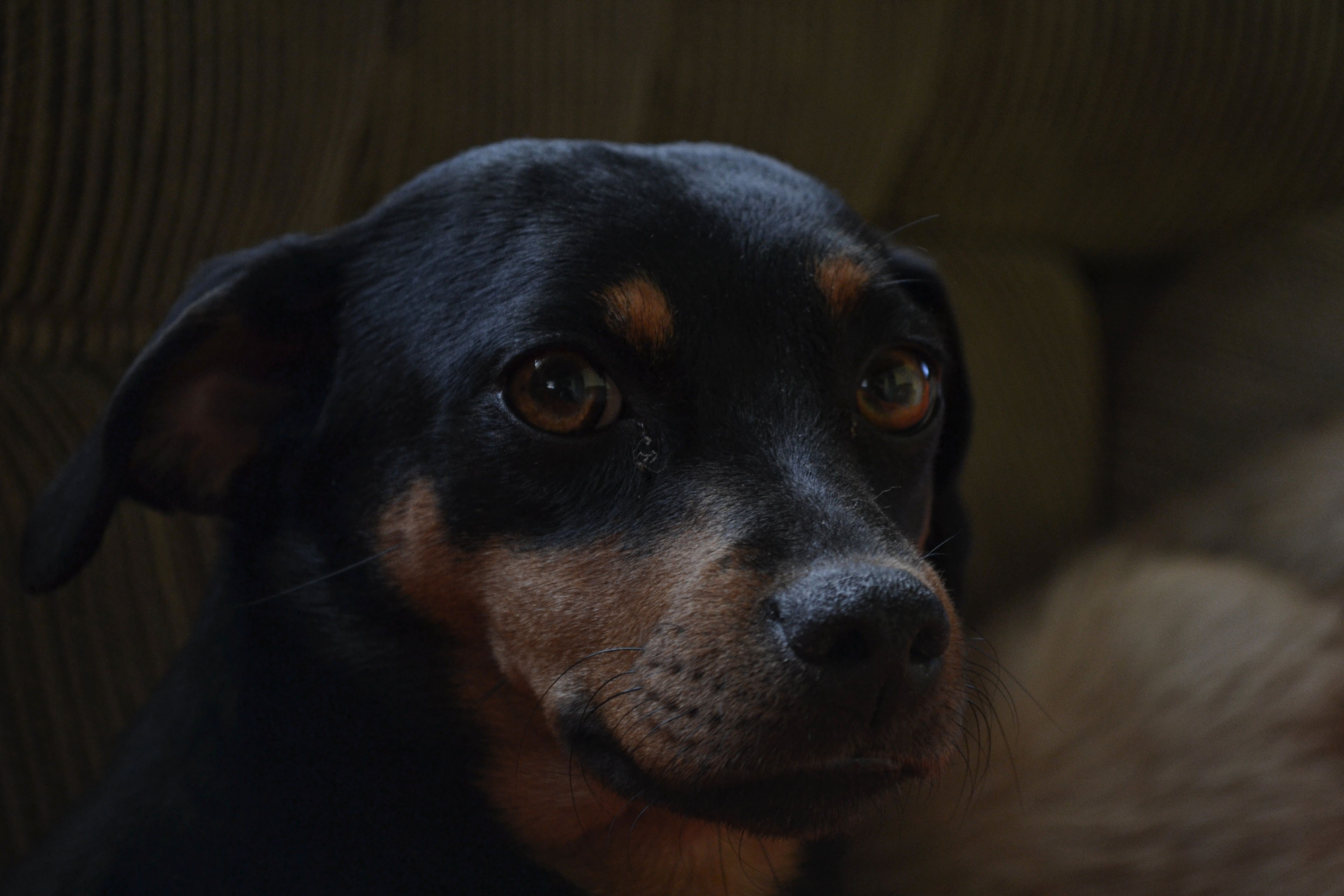 Free stock photo of dog head, dog portrait, dogs