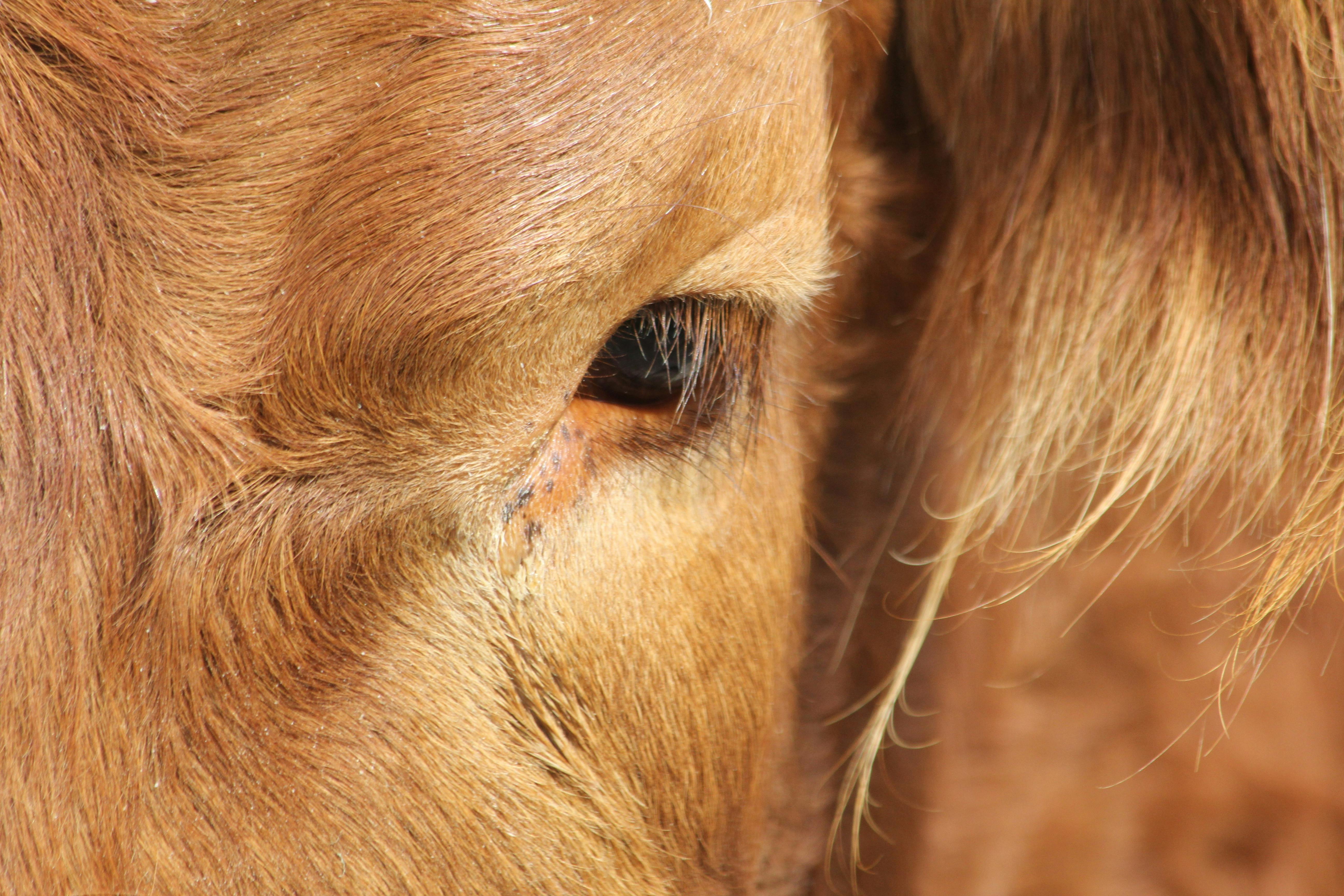 Close-up of a Brown Cow's Eye in Houston Sunlight · Free Stock Photo