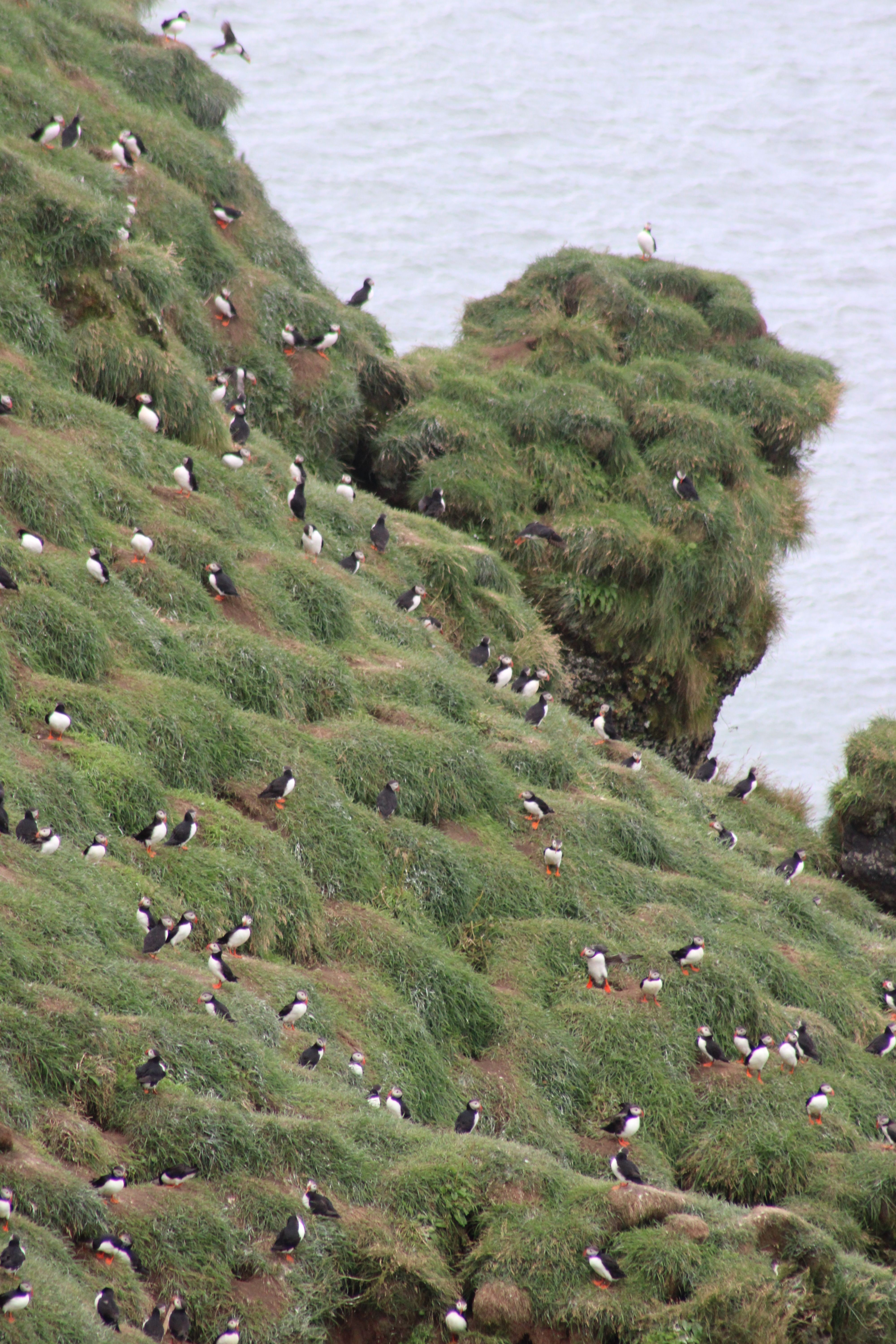 Puffins Nesting on Rugged Icelandic Cliffs · Free Stock Photo