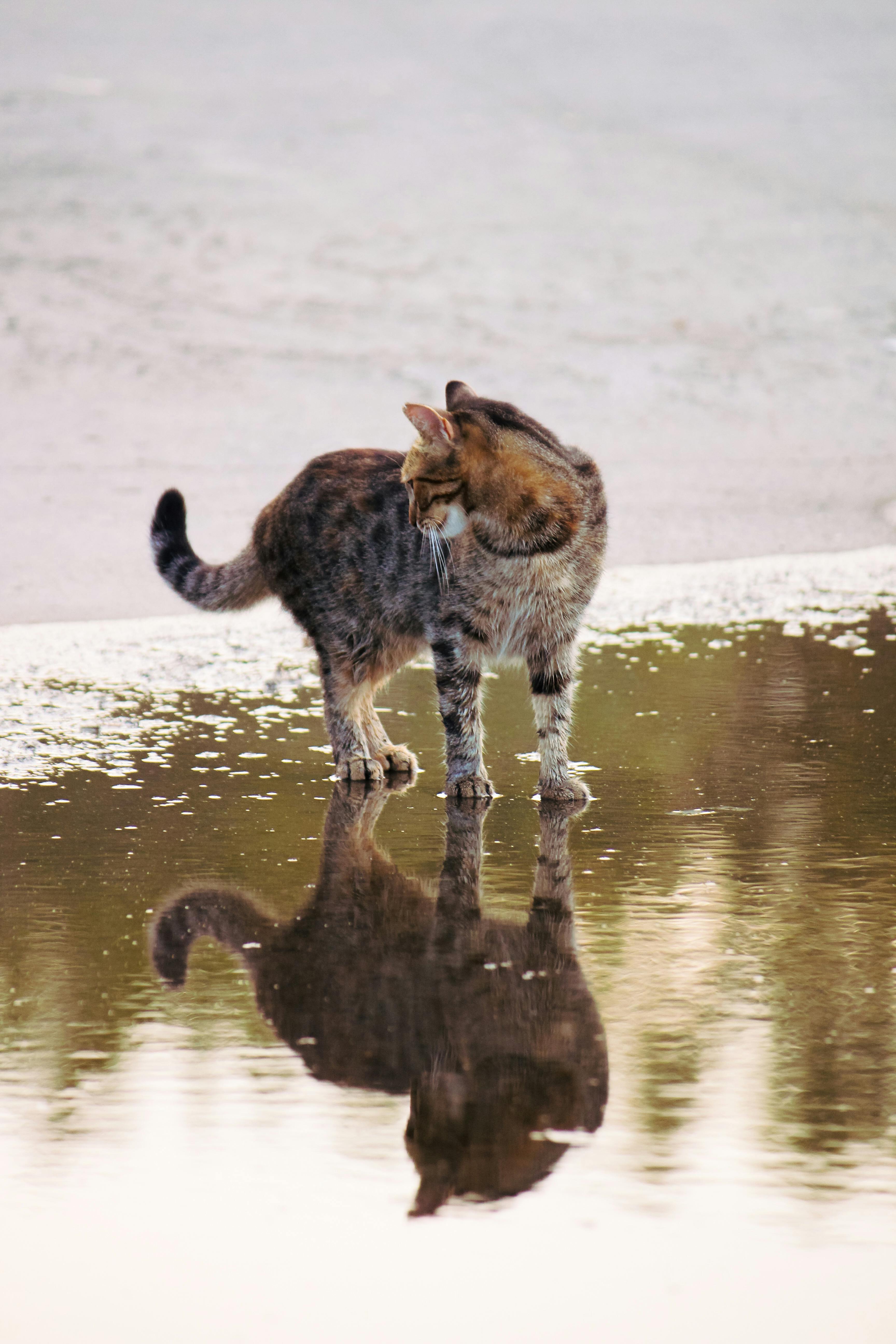 Cat Reflected in a Puddle on a Sandy Beach · Free Stock Photo
