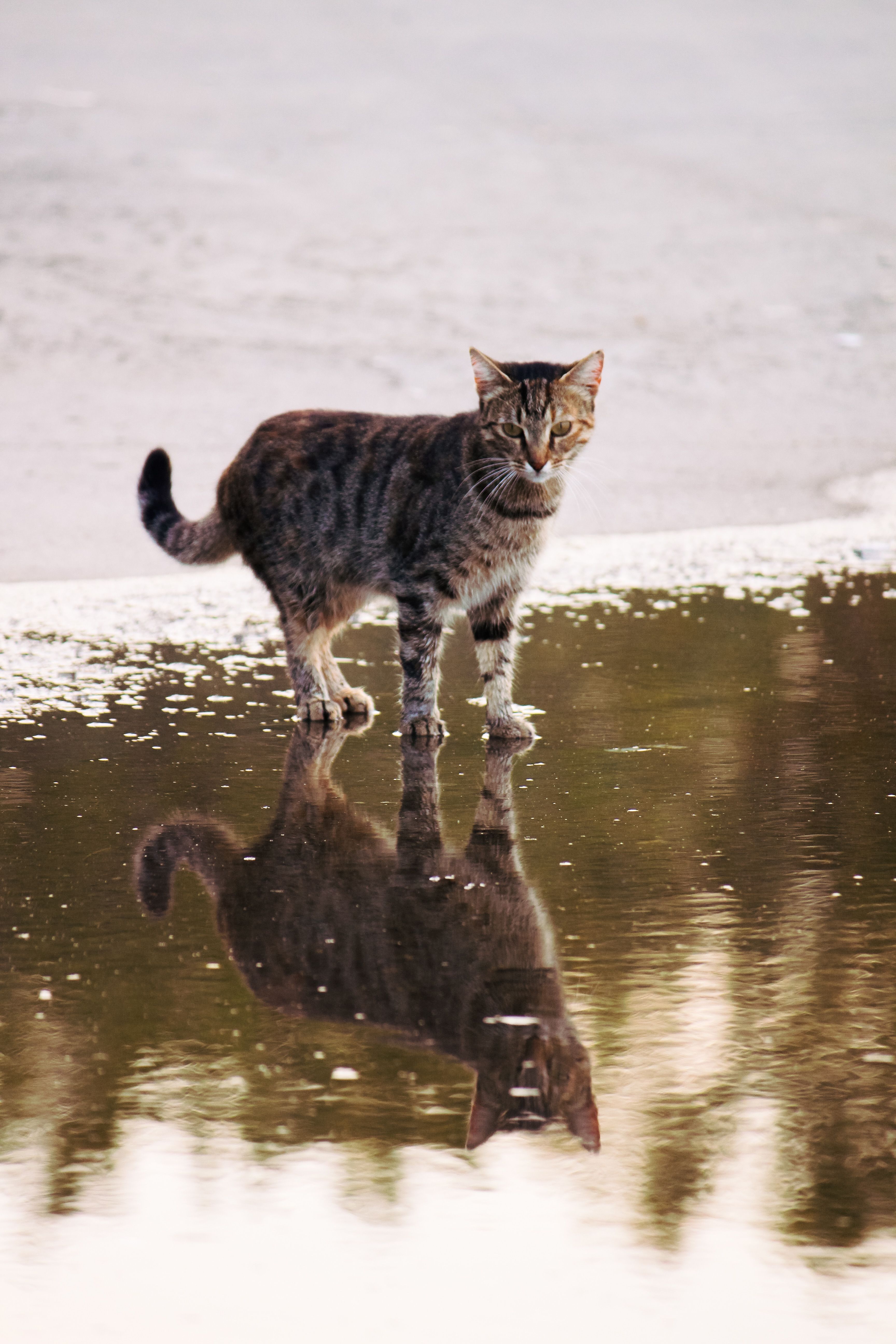 Tabby Cat Reflected in a Puddle Outdoors · Free Stock Photo