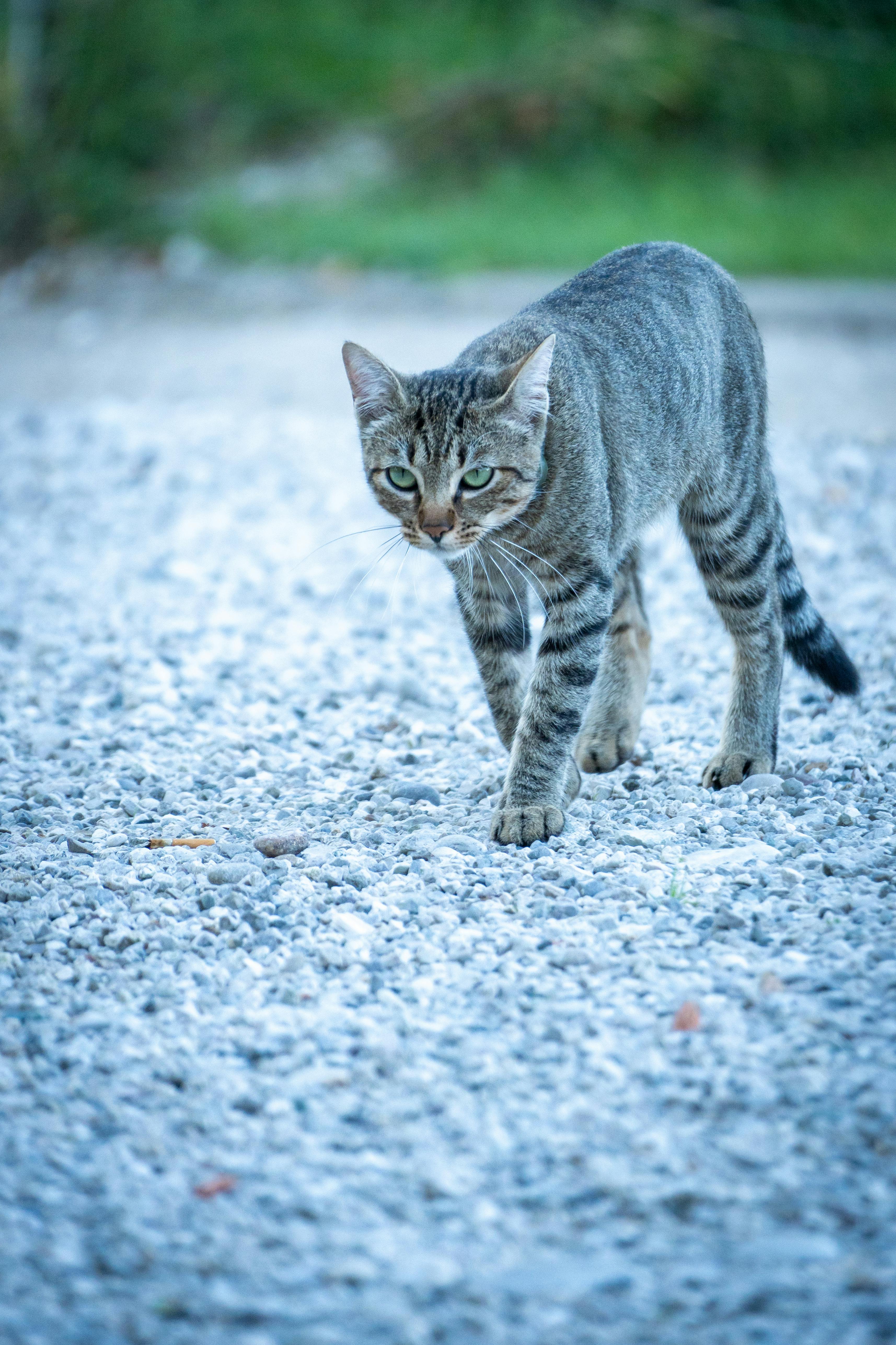 Explorer Kitten Photos, Download The BEST Free Explorer Kitten Stock ...