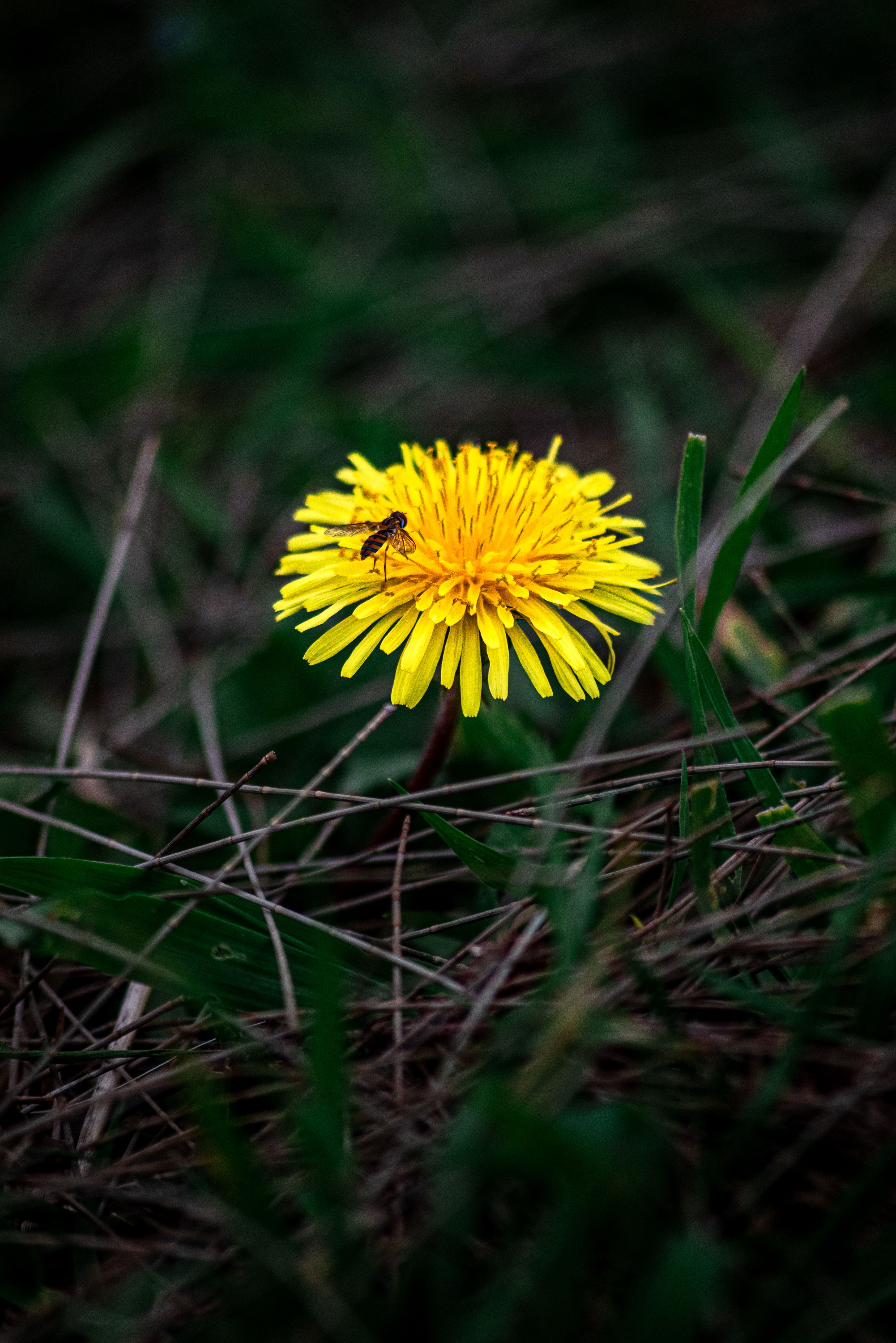 Vibrant Yellow Dandelion with Insect in Grass · Free Stock Photo