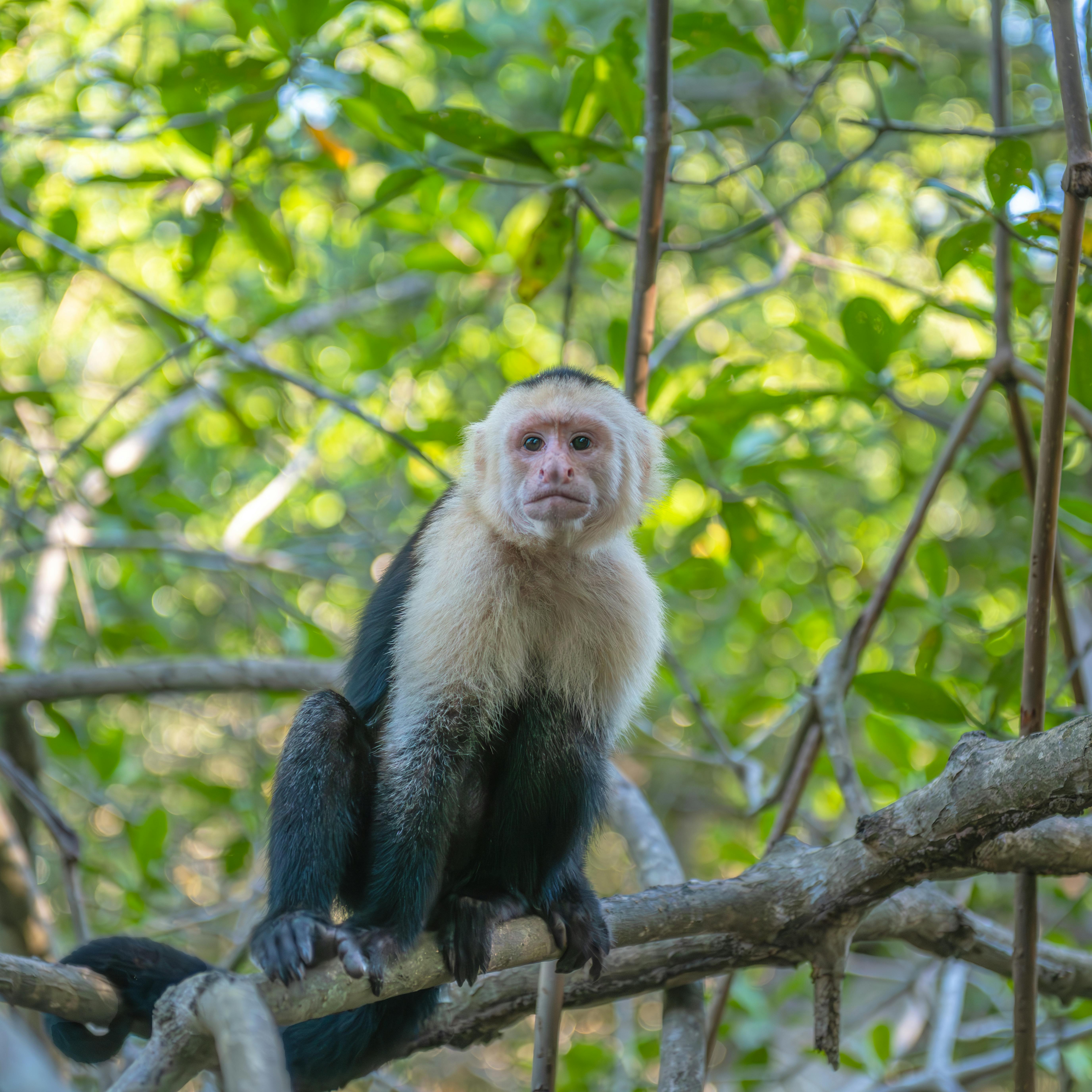 White-Faced Capuchin Monkey in Natural Habitat · Free Stock Photo