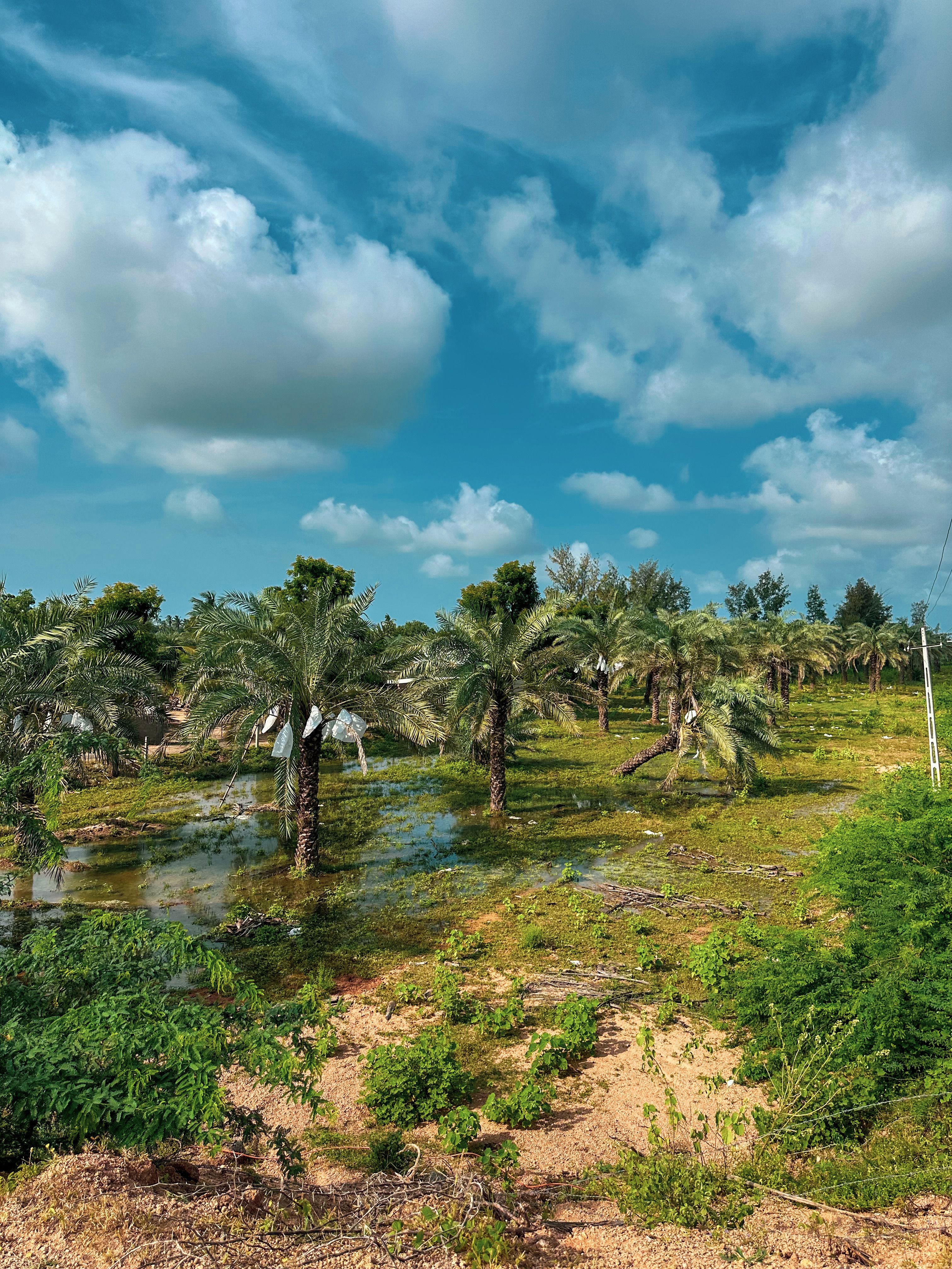 Lush Green Palm Grove Under Sunny Skies · Free Stock Photo