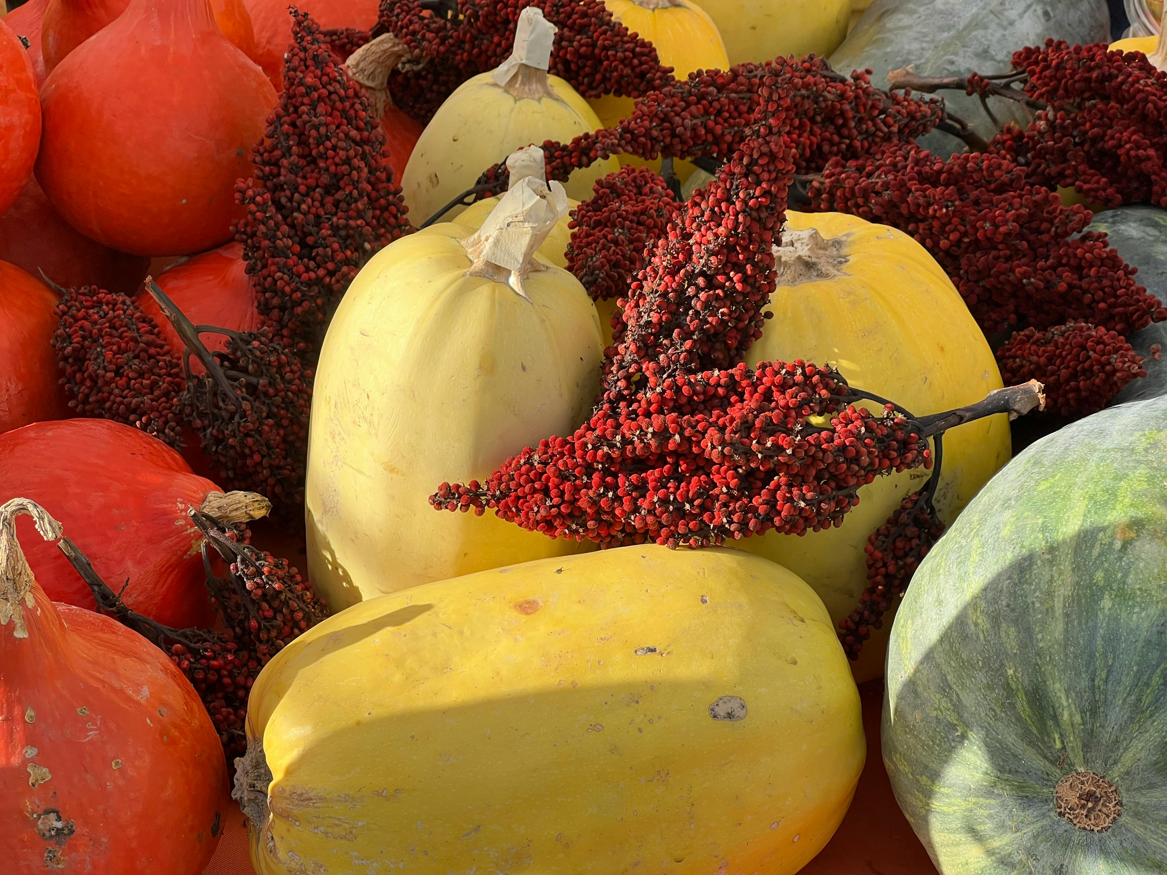 Colorful Display of Gourds and Red Sumac Berries · Free Stock Photo