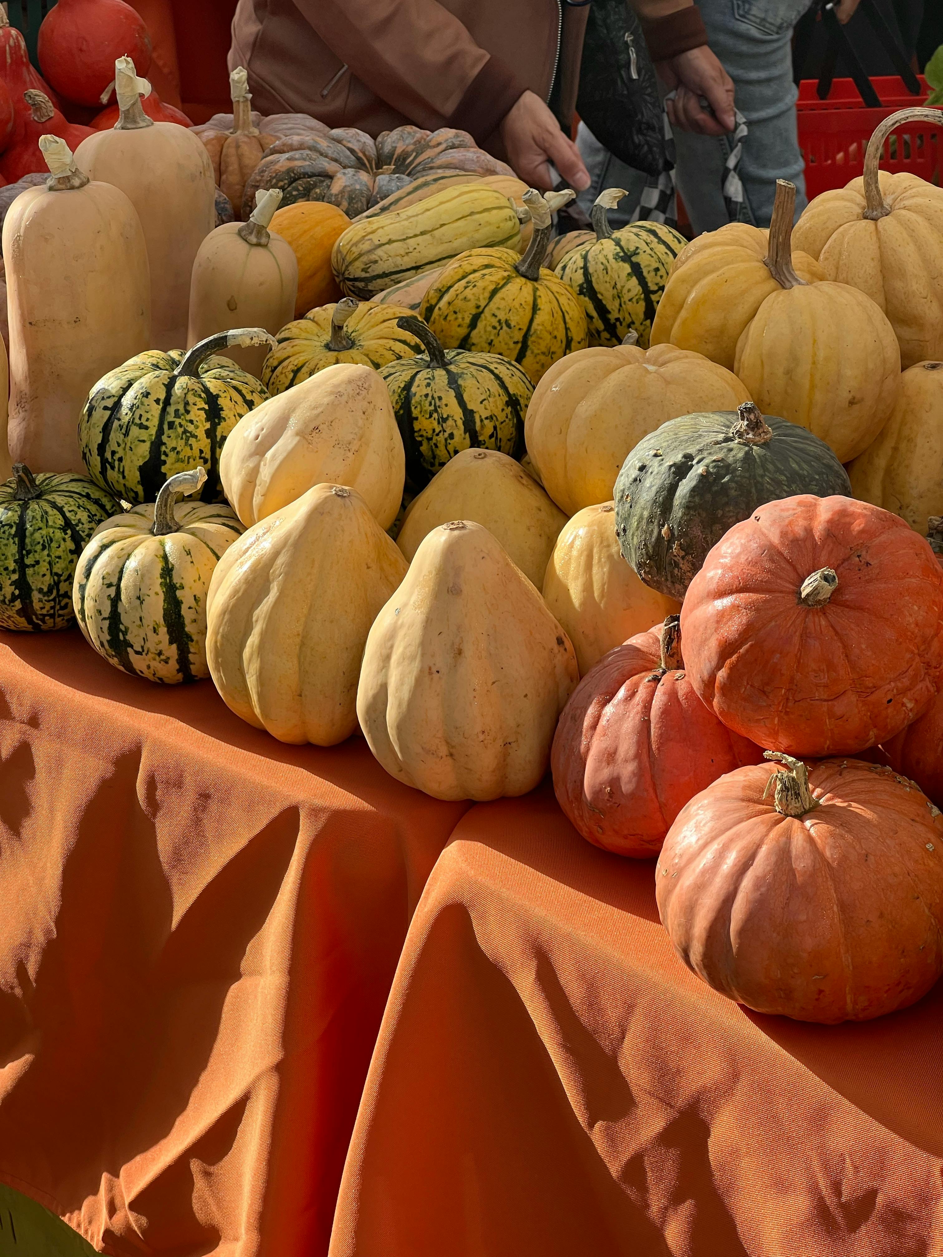 Colorful Autumn Harvest Squash at Market · Free Stock Photo