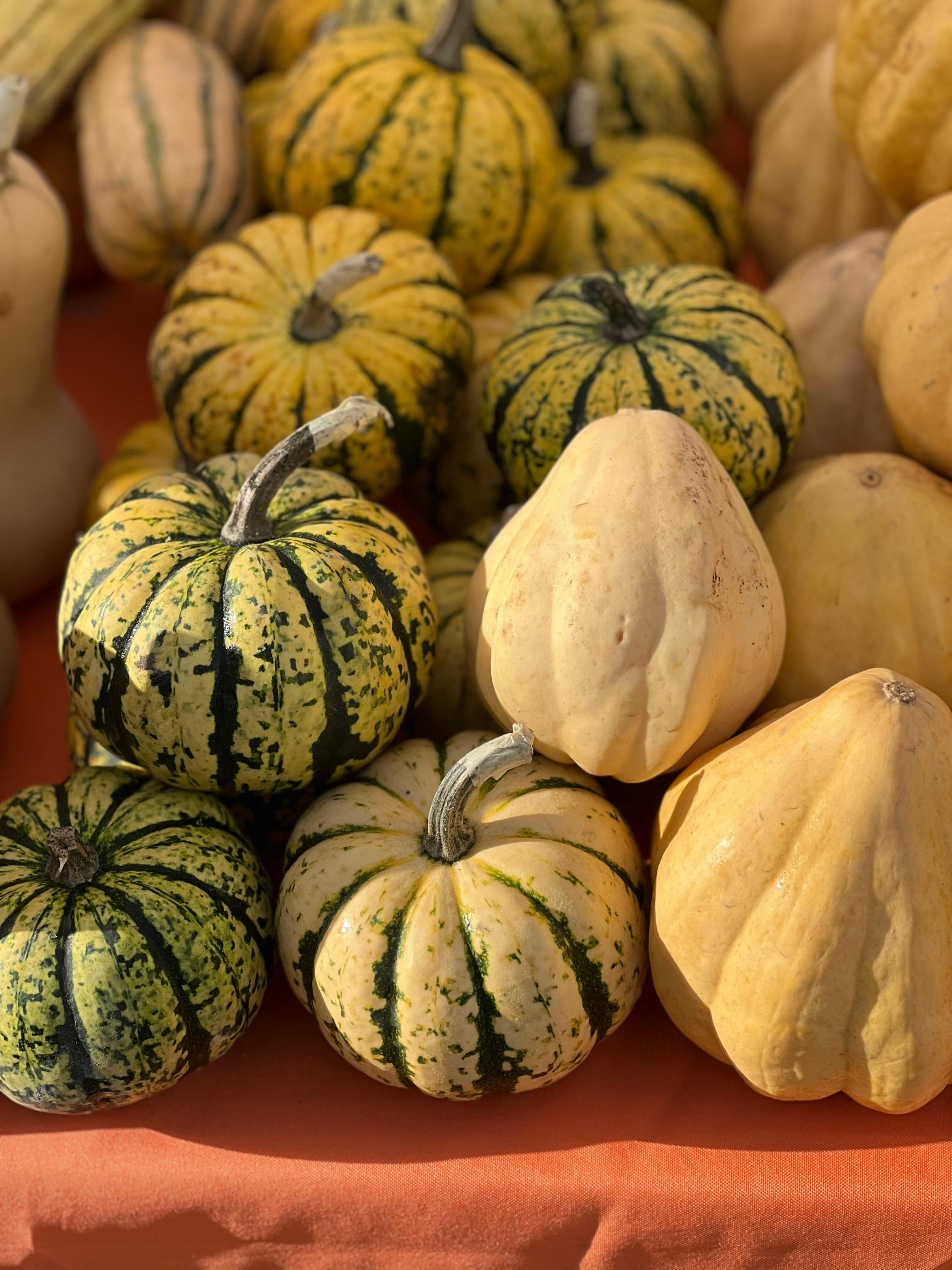 Colorful Seasonal Gourds and Squashes on Display · Free Stock Photo