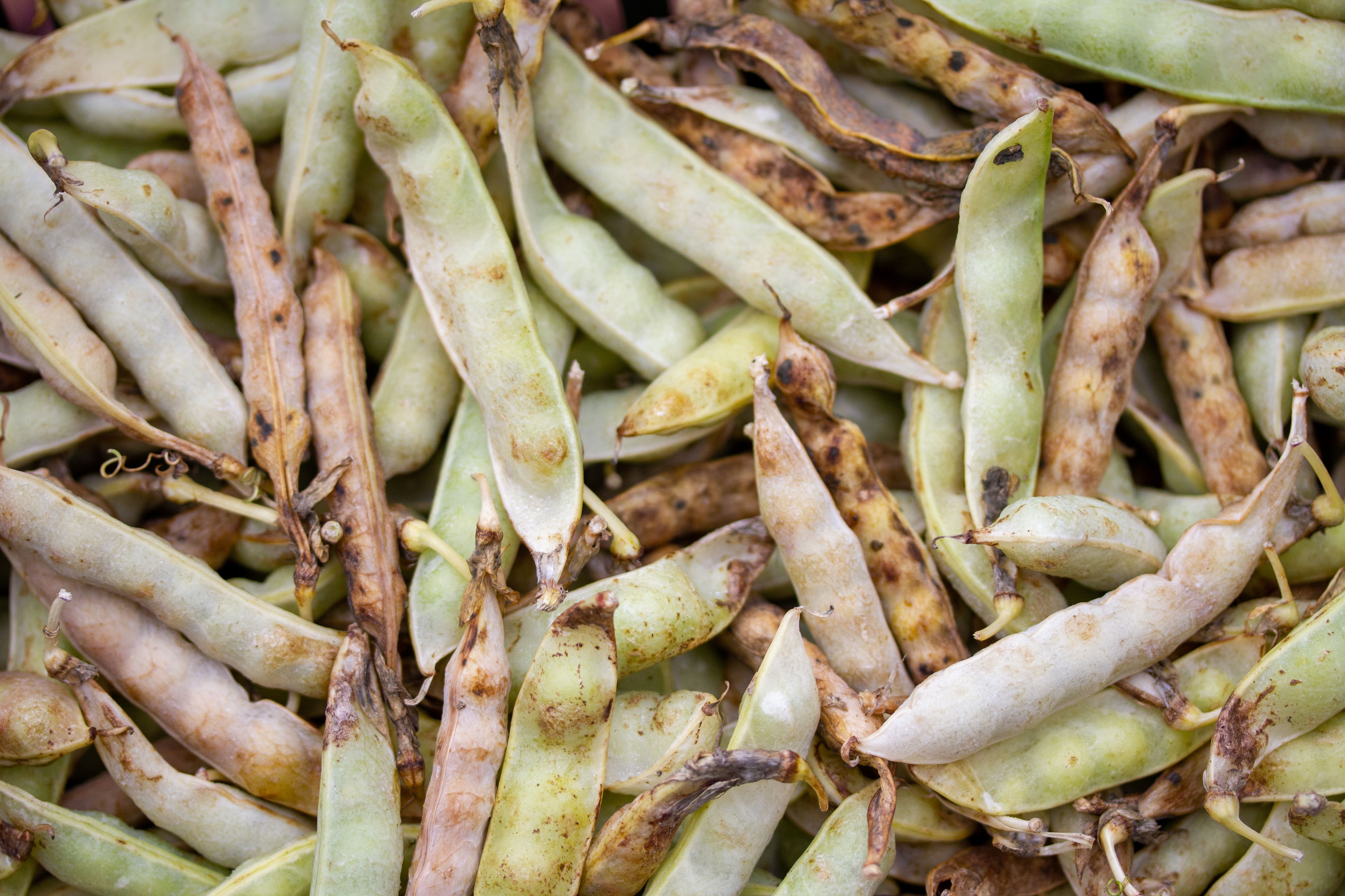 Close-up of Dried Green Bean Pods in Houston · Free Stock Photo