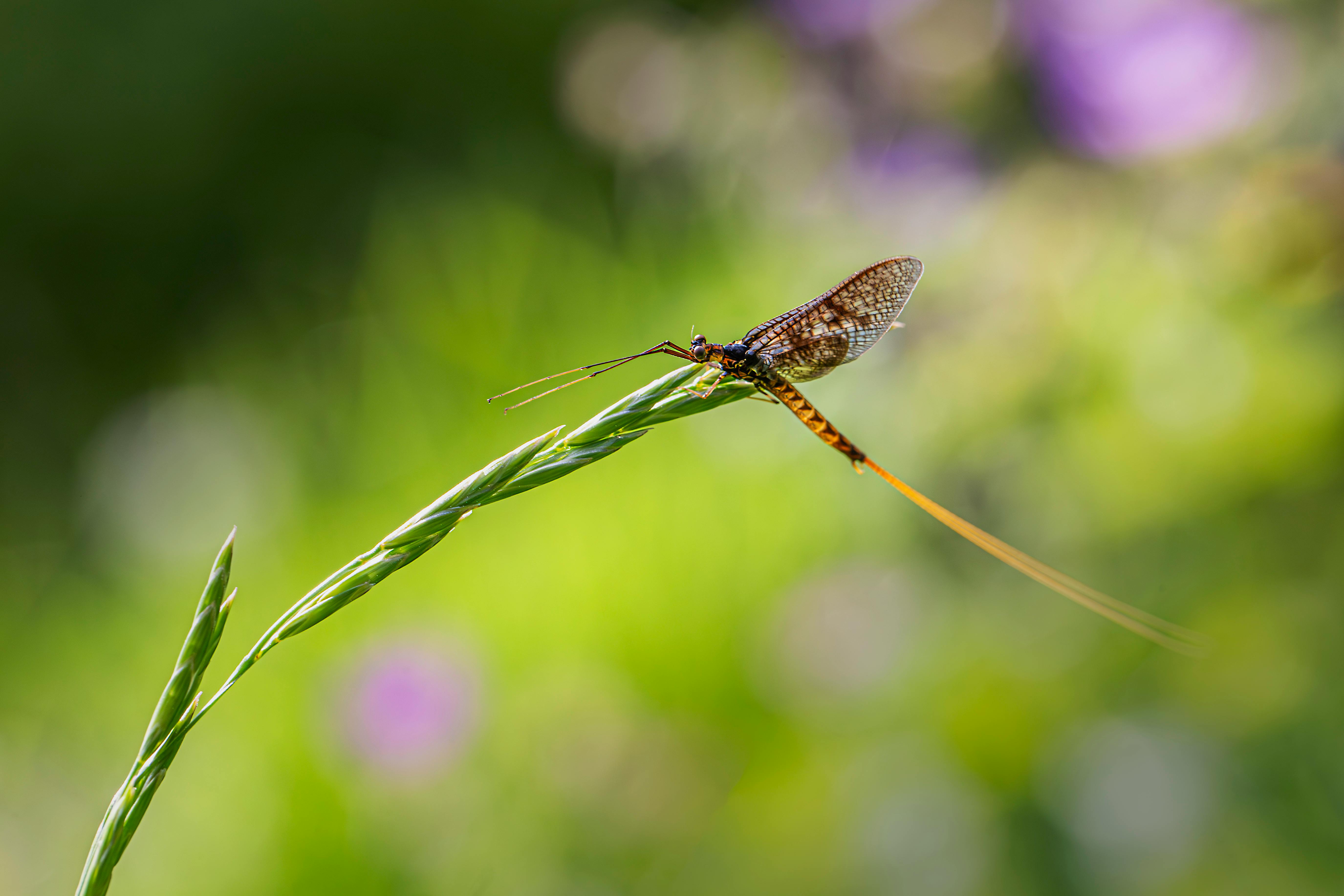 Close-up of a Mayfly on a Green Leaf · Free Stock Photo