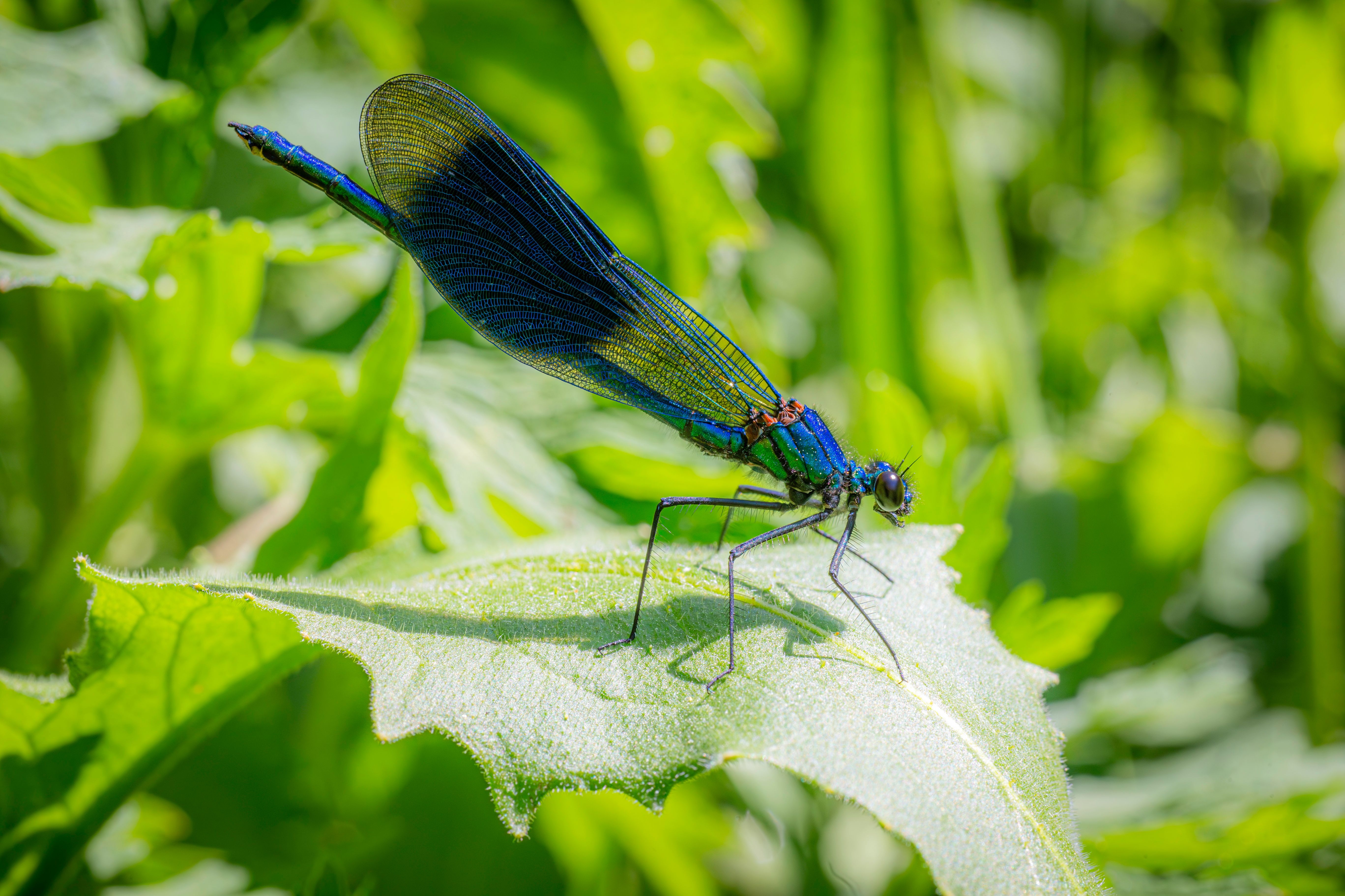 Close-up of a Beautiful Demoiselle Dragonfly on Leaf · Free Stock Photo