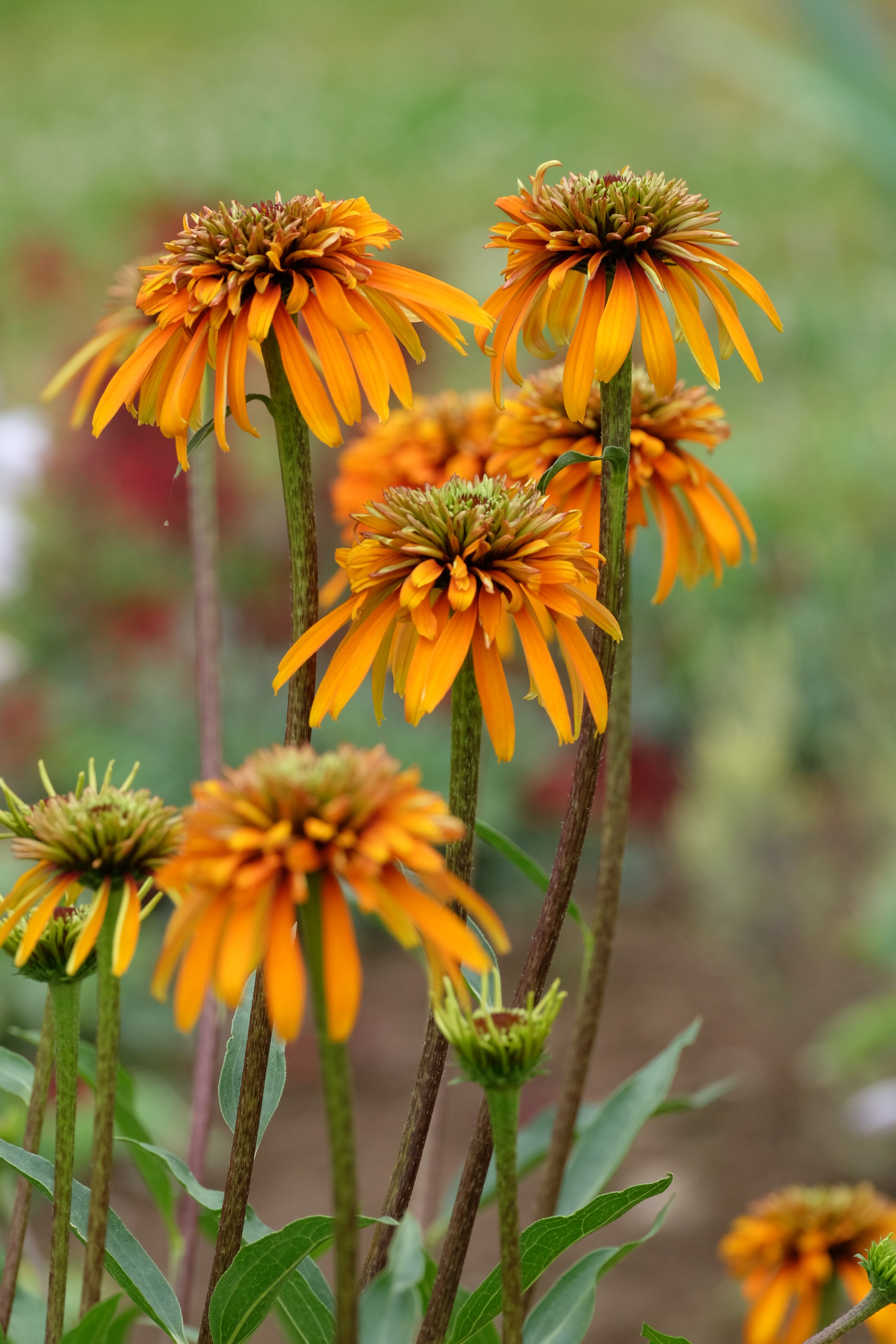 Close-up of Vibrant Orange Coneflowers in Bloom · Free Stock Photo