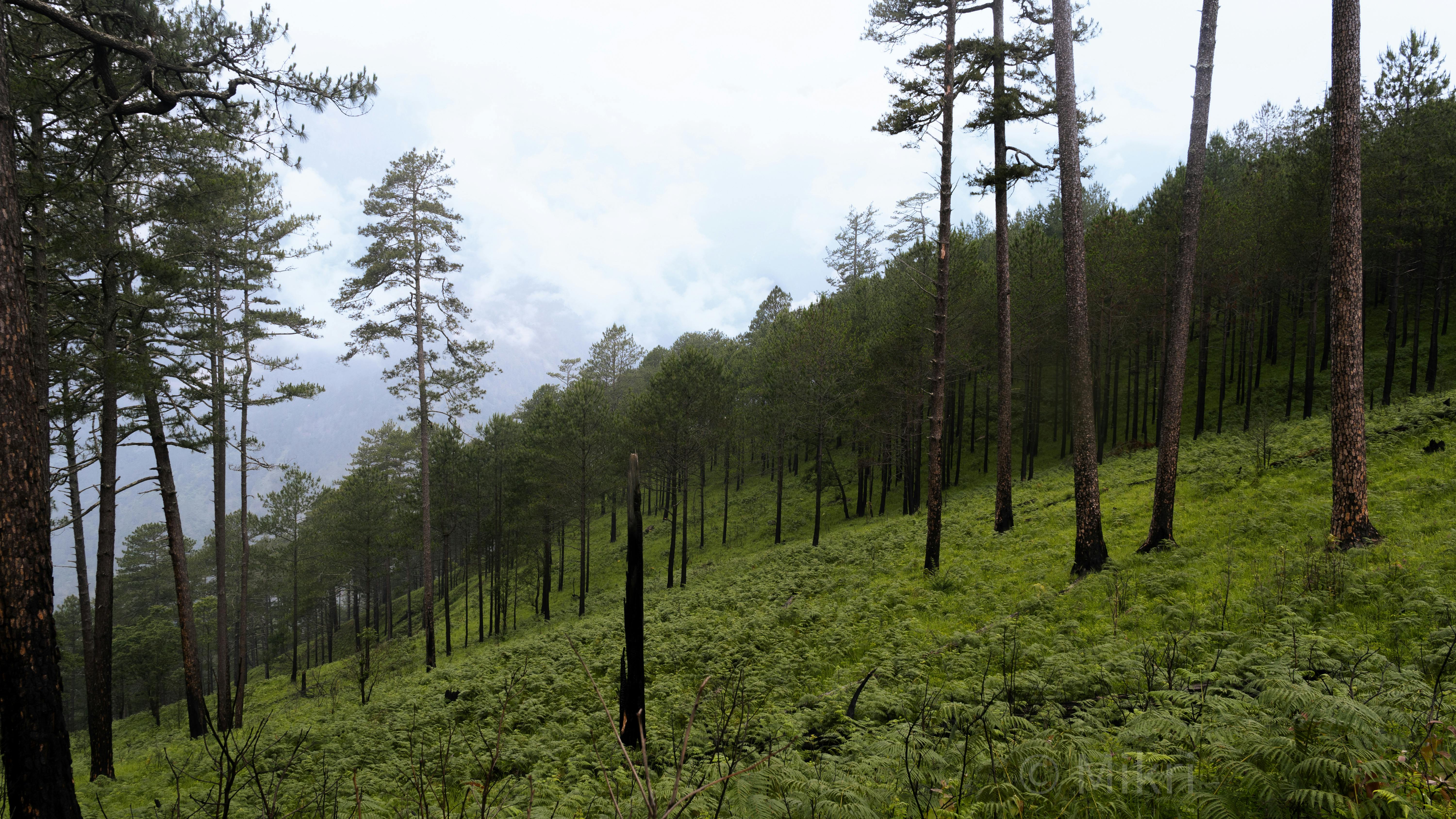 Serene Alpine Forest in Arunachal Pradesh, India · Free Stock Photo