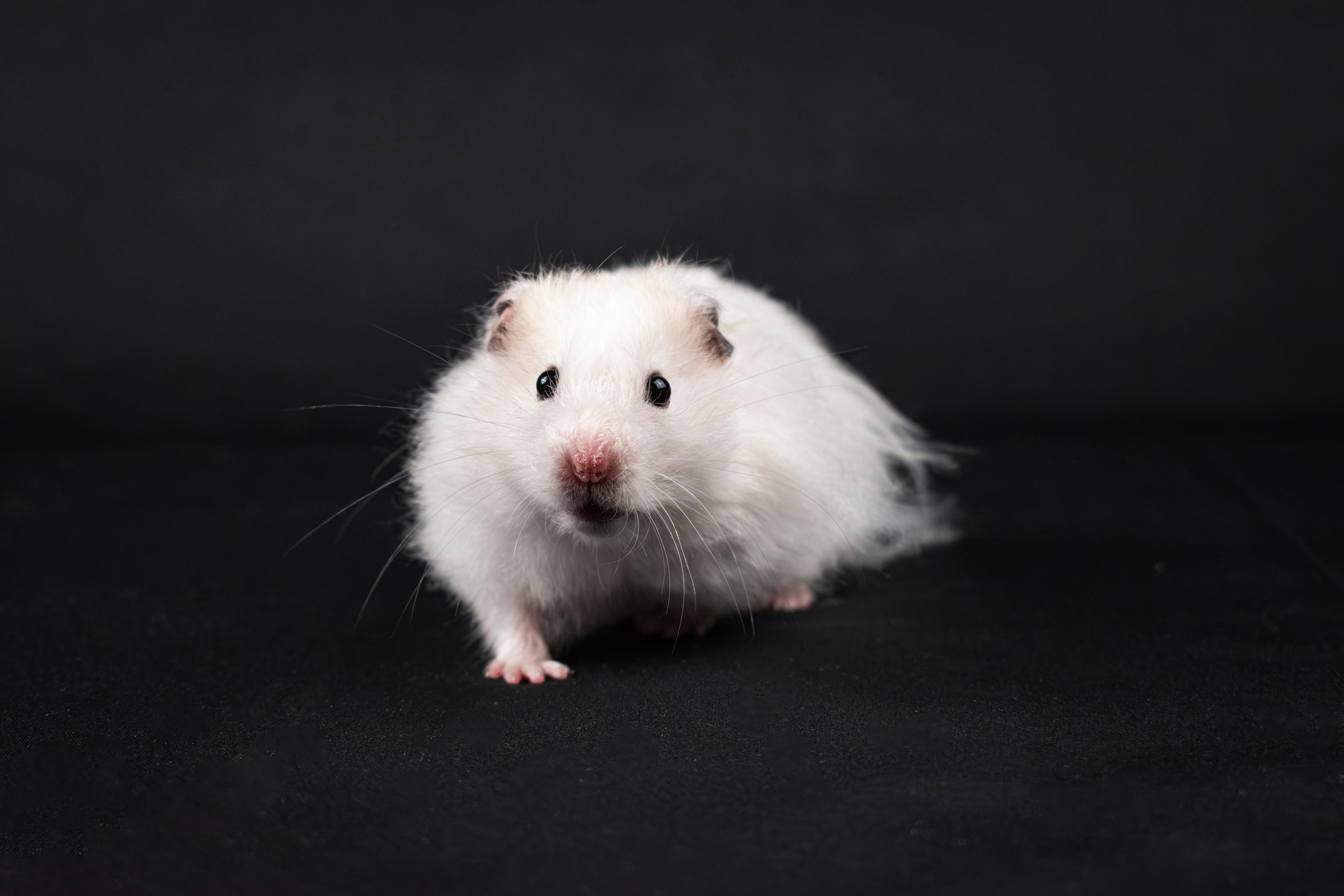 Syrian Hamster Breeding: A Simple Beginner's Start Guide