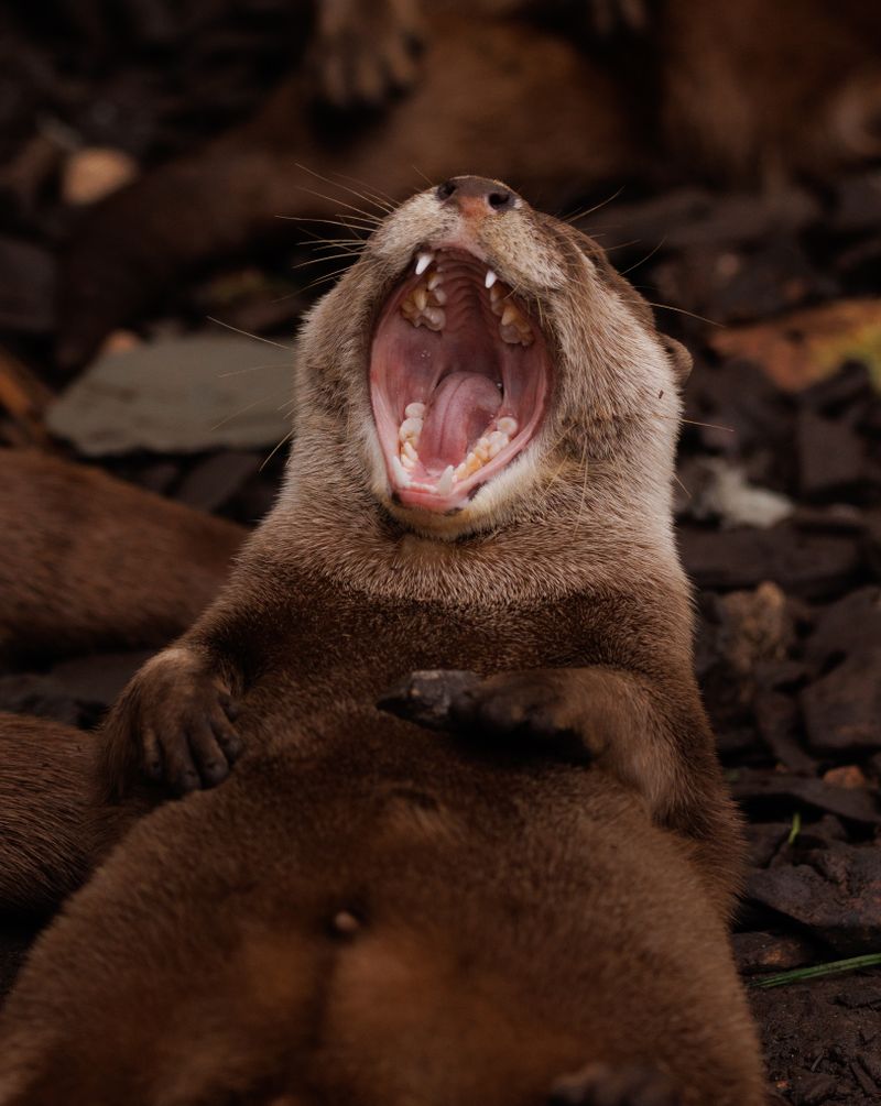 Cute Otter Photos, Download The BEST Free Cute Otter Stock Photos & HD ...