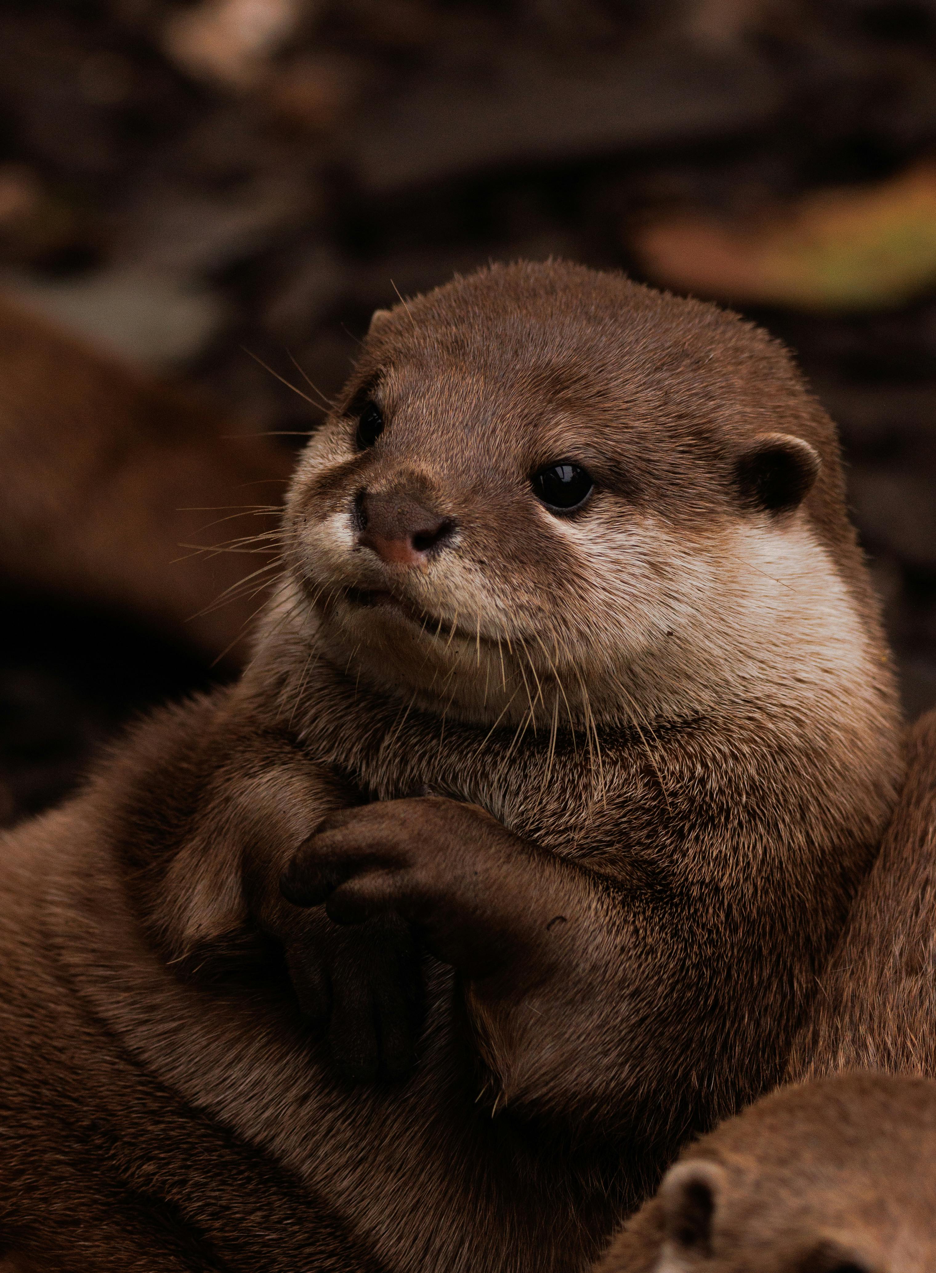 Primer Plano De Una Nutria Asiática De Garras Pequeñas Descansando ...