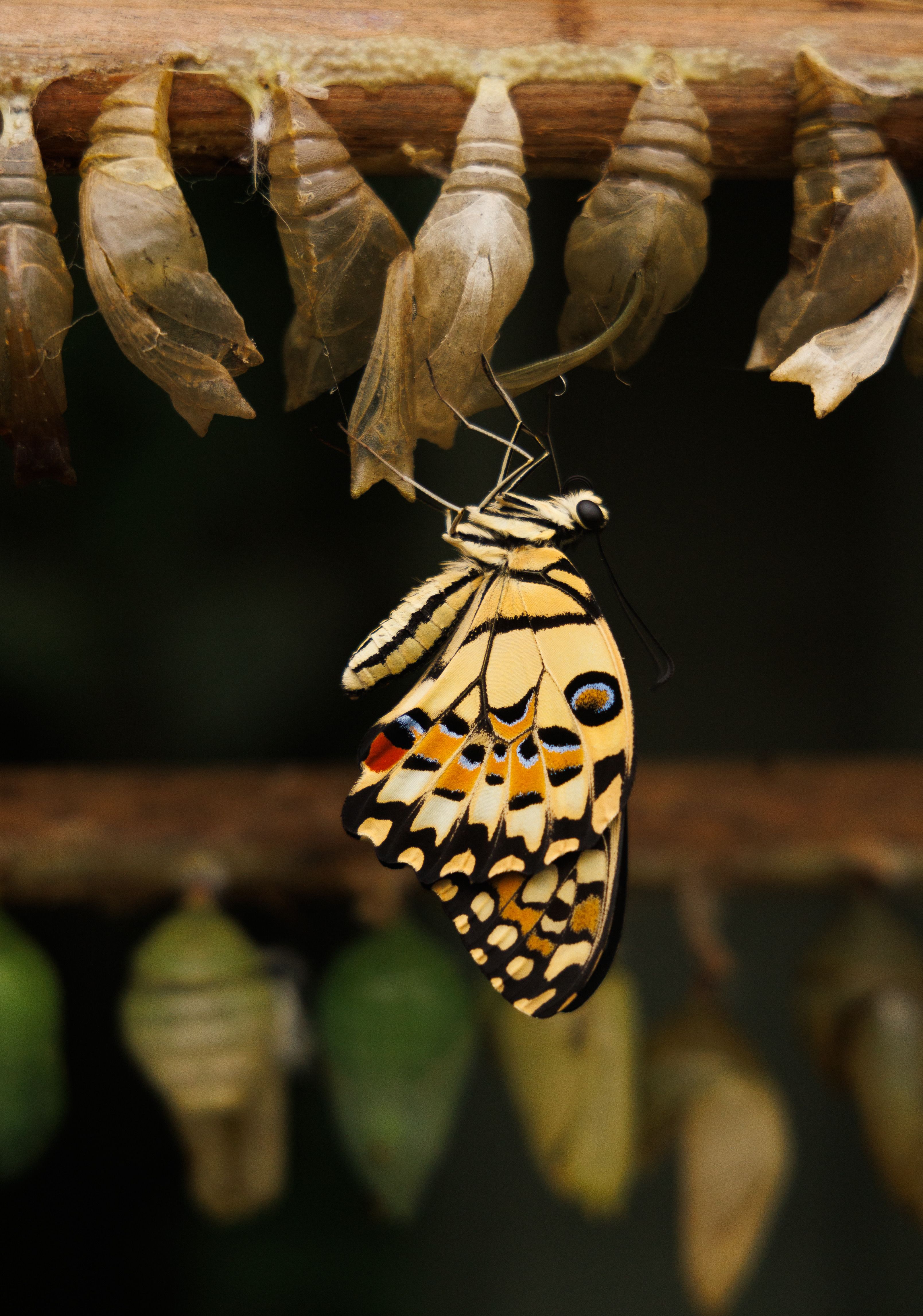 Mariposa Cola De Golondrina Saliendo De La Crisálida · Foto de stock ...