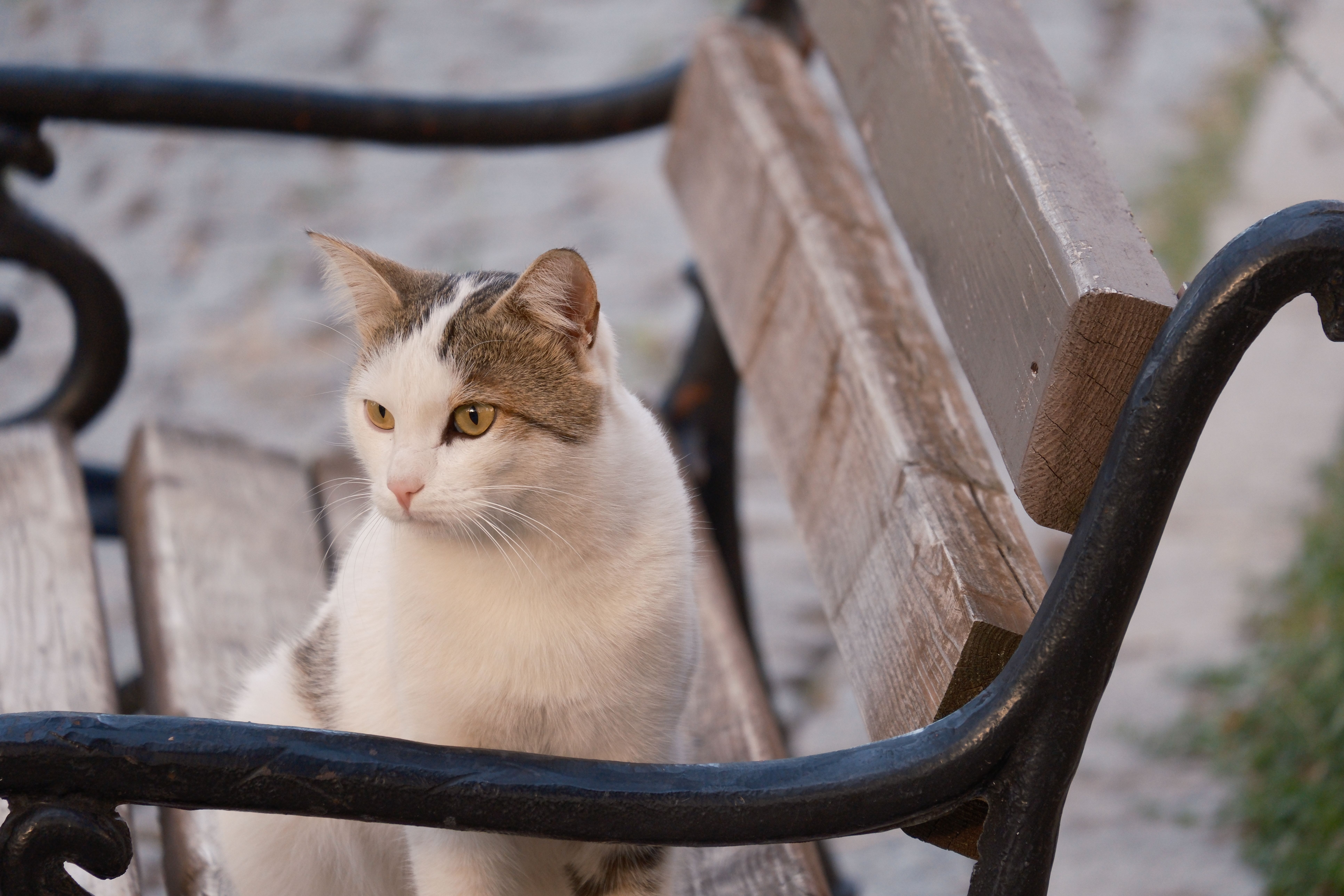 Charming Cat Relaxing on Wooden Park Bench · Free Stock Photo
