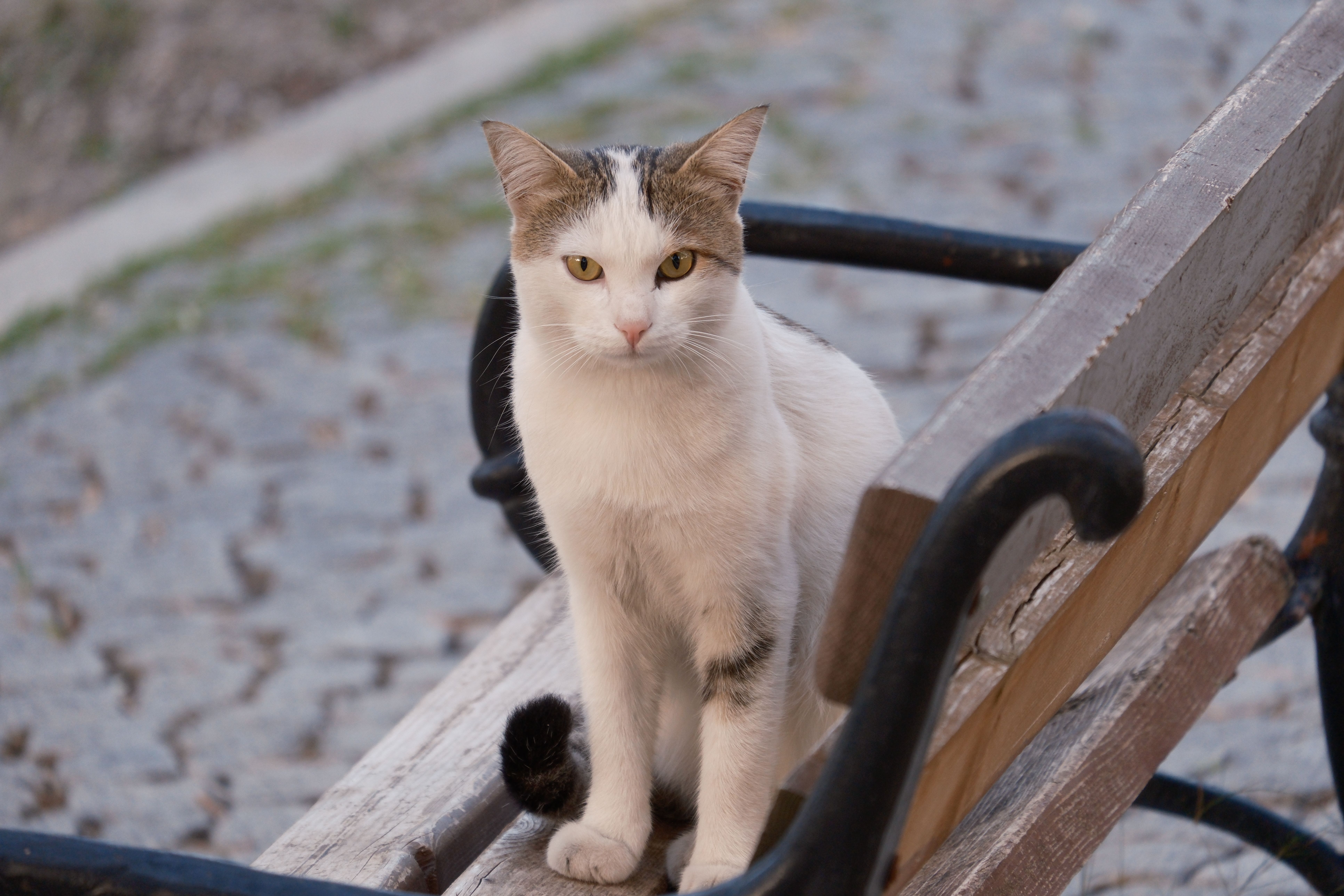 White and Brown Cat Sitting on Park Bench in İzmir · Free Stock Photo